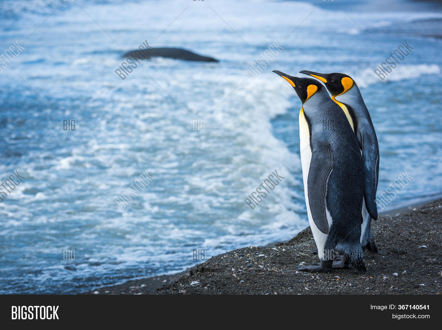 Two King Penguins Image & Photo (Free Trial) | Bigstock
