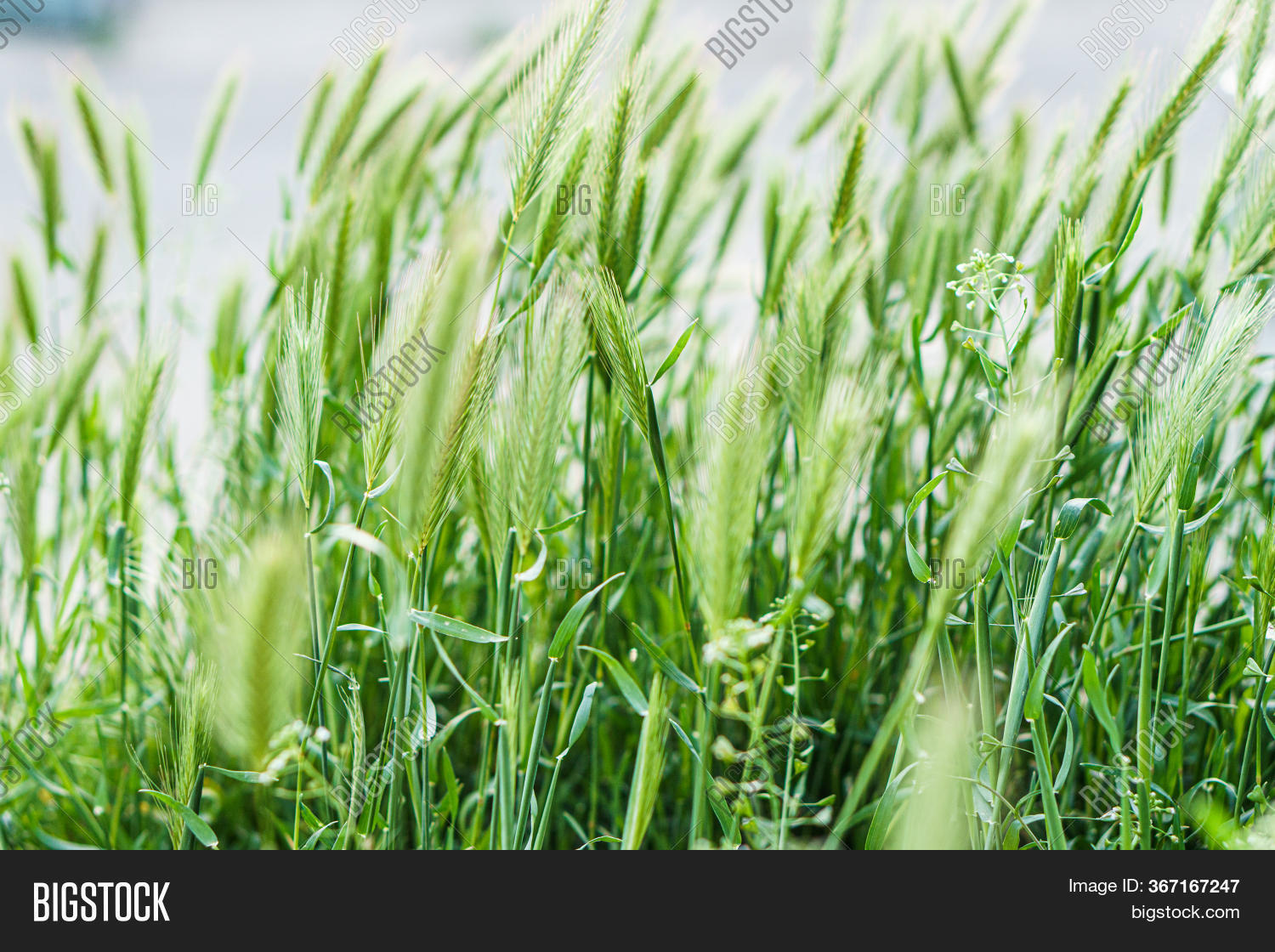 Wild Grass Spikelets Image & Photo (Free Trial) | Bigstock