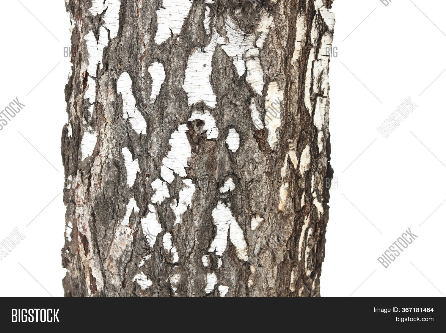 Pattern Birch Bark Image & Photo (Free Trial) | Bigstock