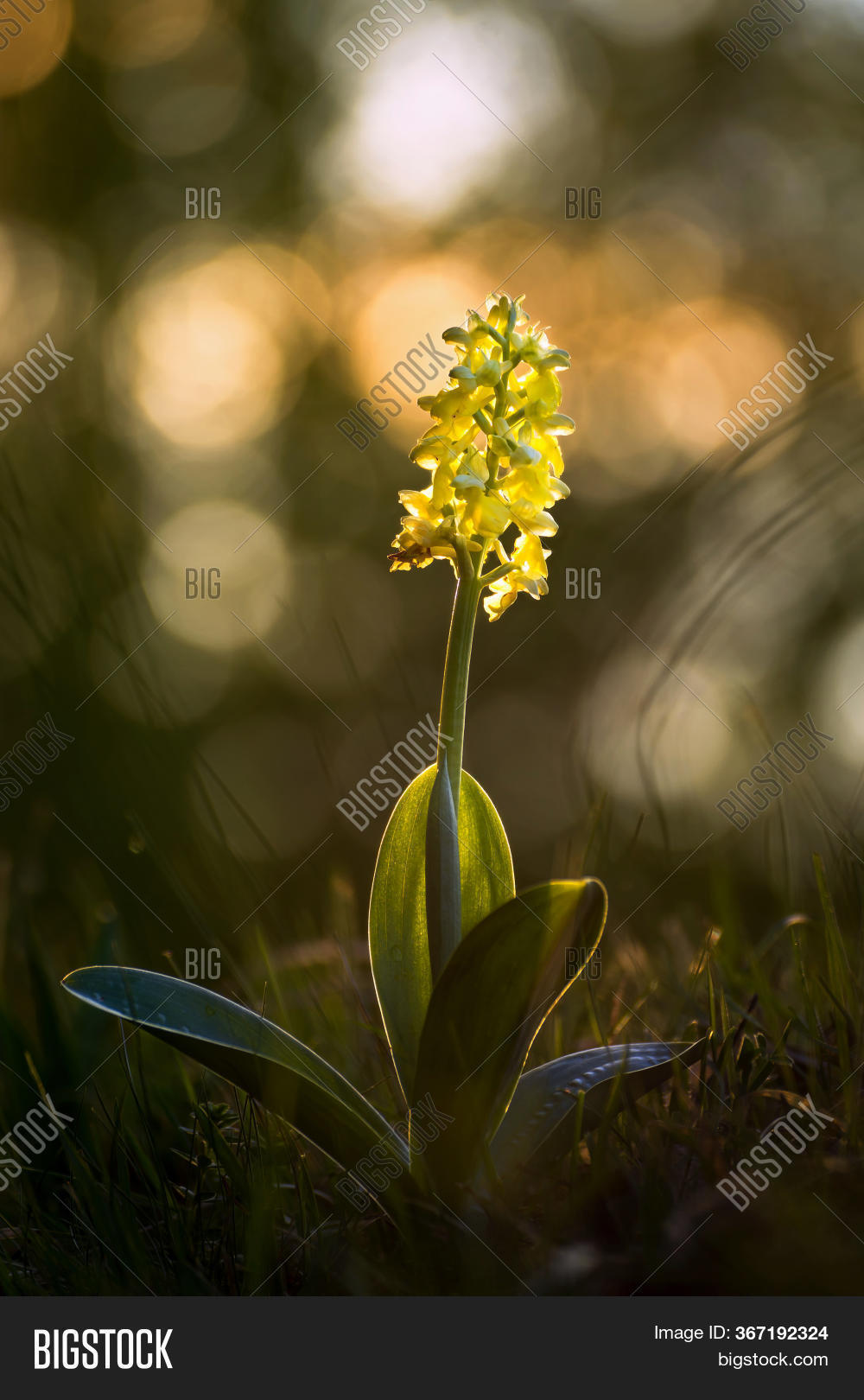Beautiful Wild Orchid Image & Photo (Free Trial) | Bigstock
