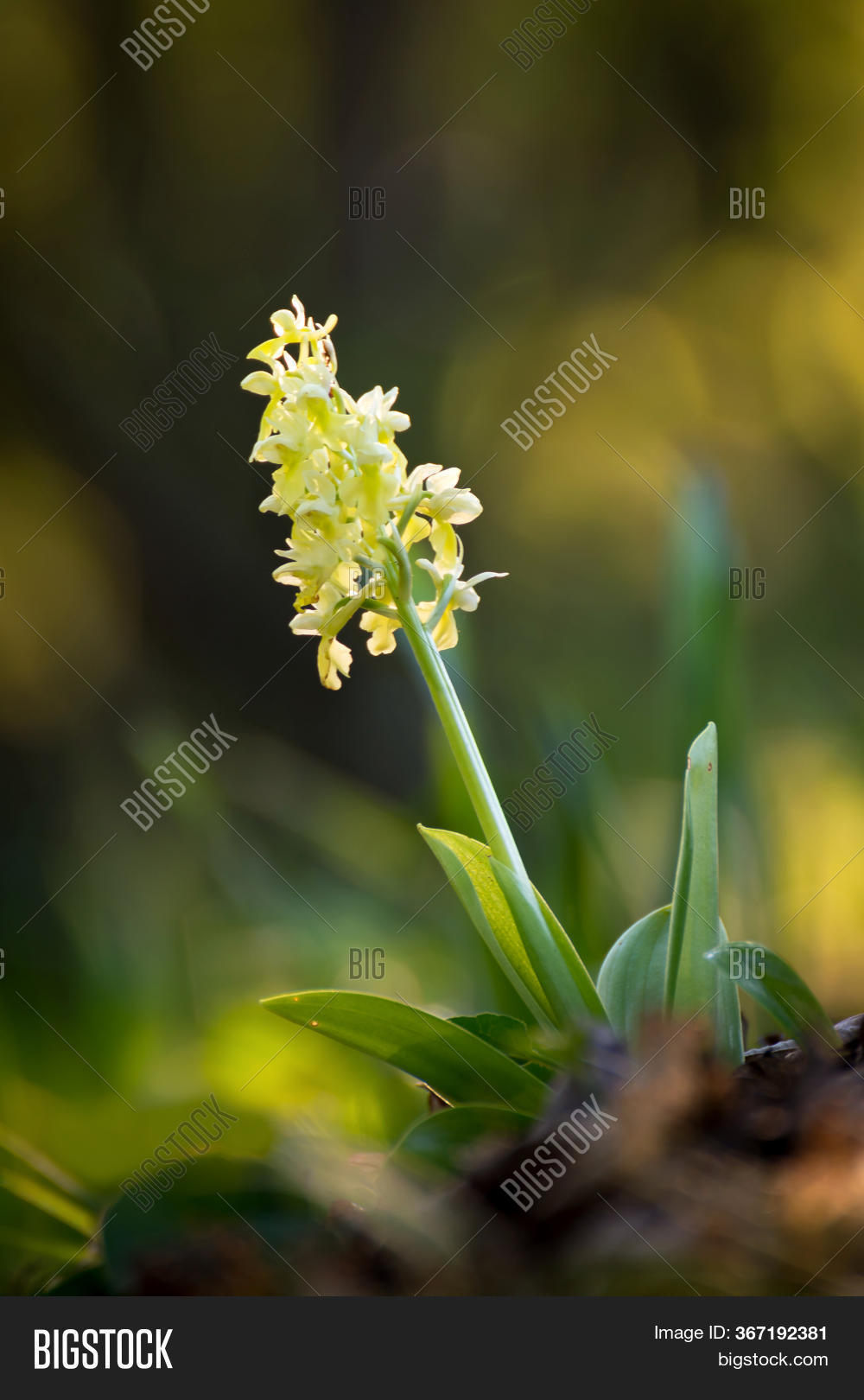 Beautiful Wild Orchid Image & Photo (Free Trial) | Bigstock
