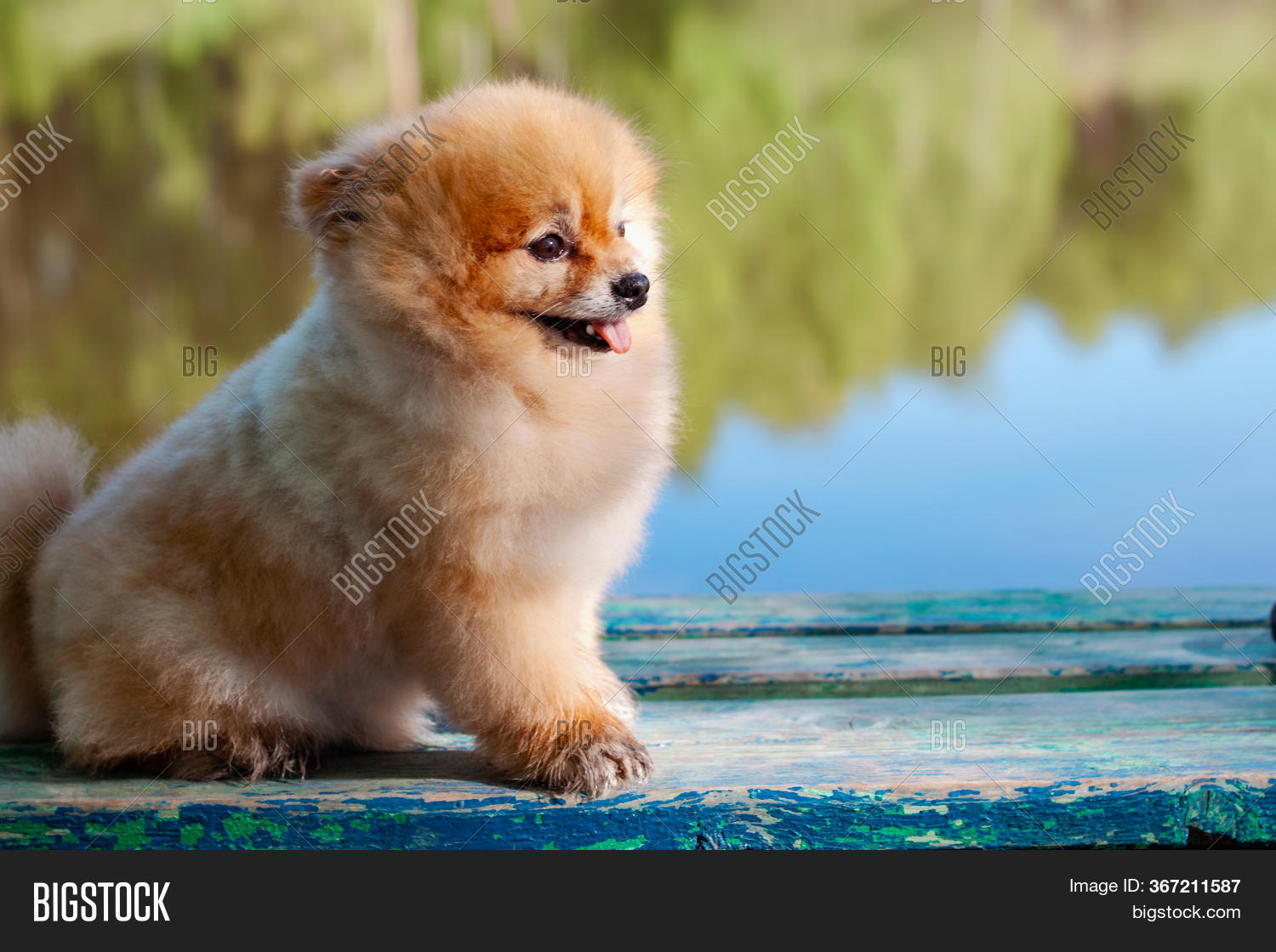 Pomeranian Spitz Mini Image & Photo (Free Trial) | Bigstock