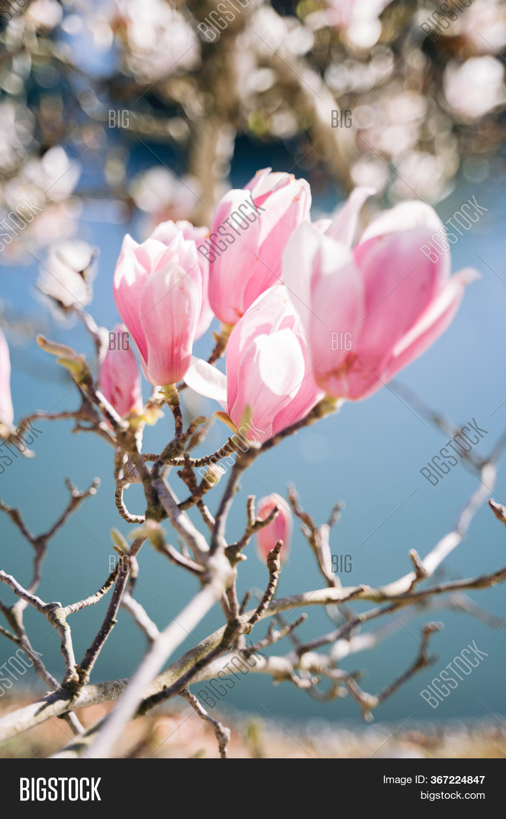 Tender Twig Magnolia Image & Photo (Free Trial) | Bigstock