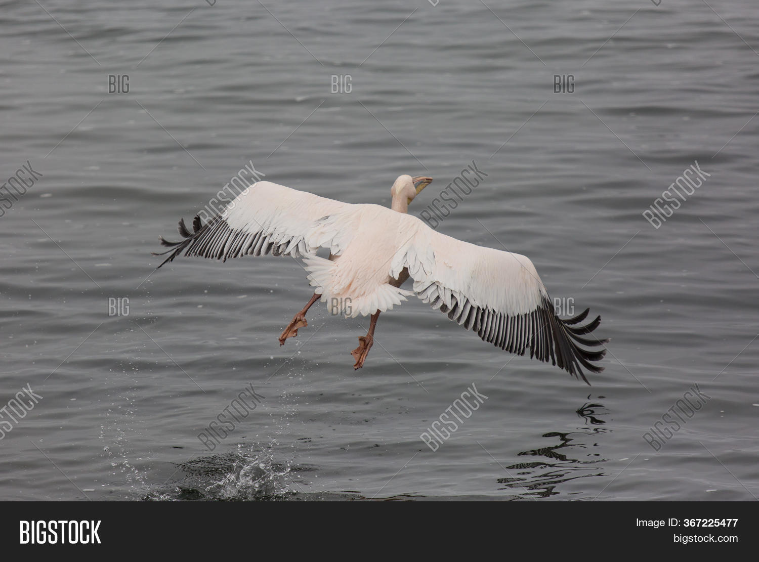 Beautiful Water Bird Image & Photo (Free Trial) | Bigstock