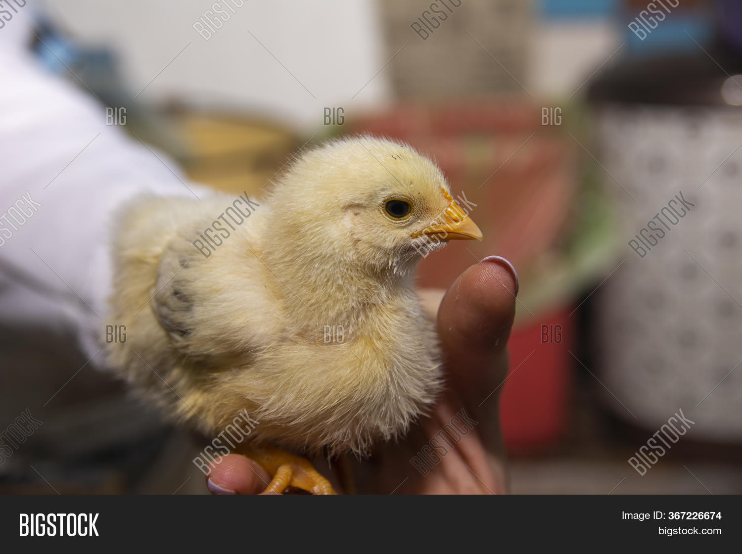 Little Chicken Hands Image & Photo (Free Trial) | Bigstock