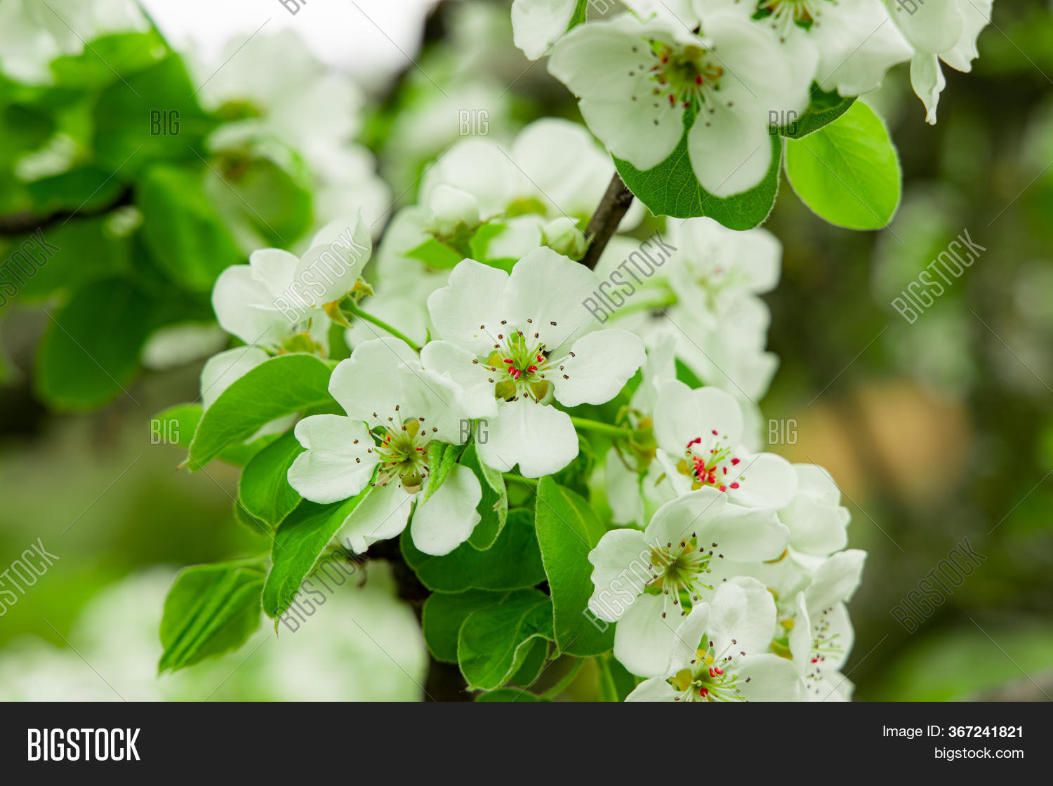 White Flower Blooming Image & Photo (Free Trial) | Bigstock