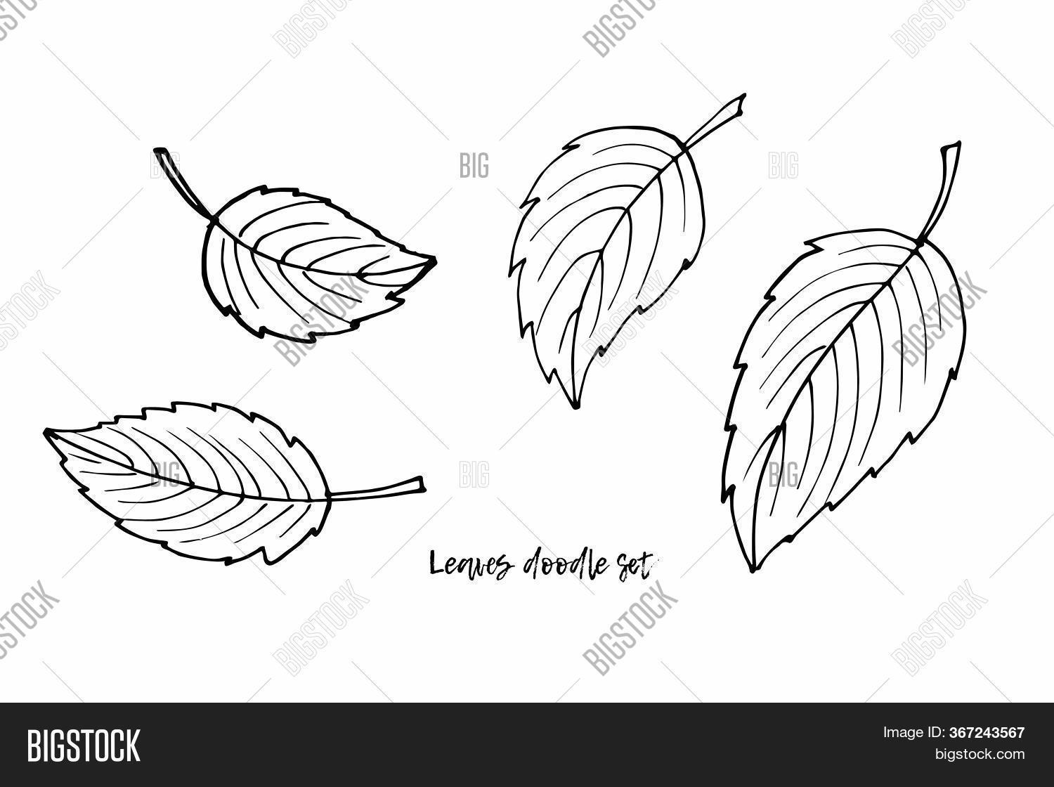Set Black Line Leaves Image & Photo (Free Trial) | Bigstock