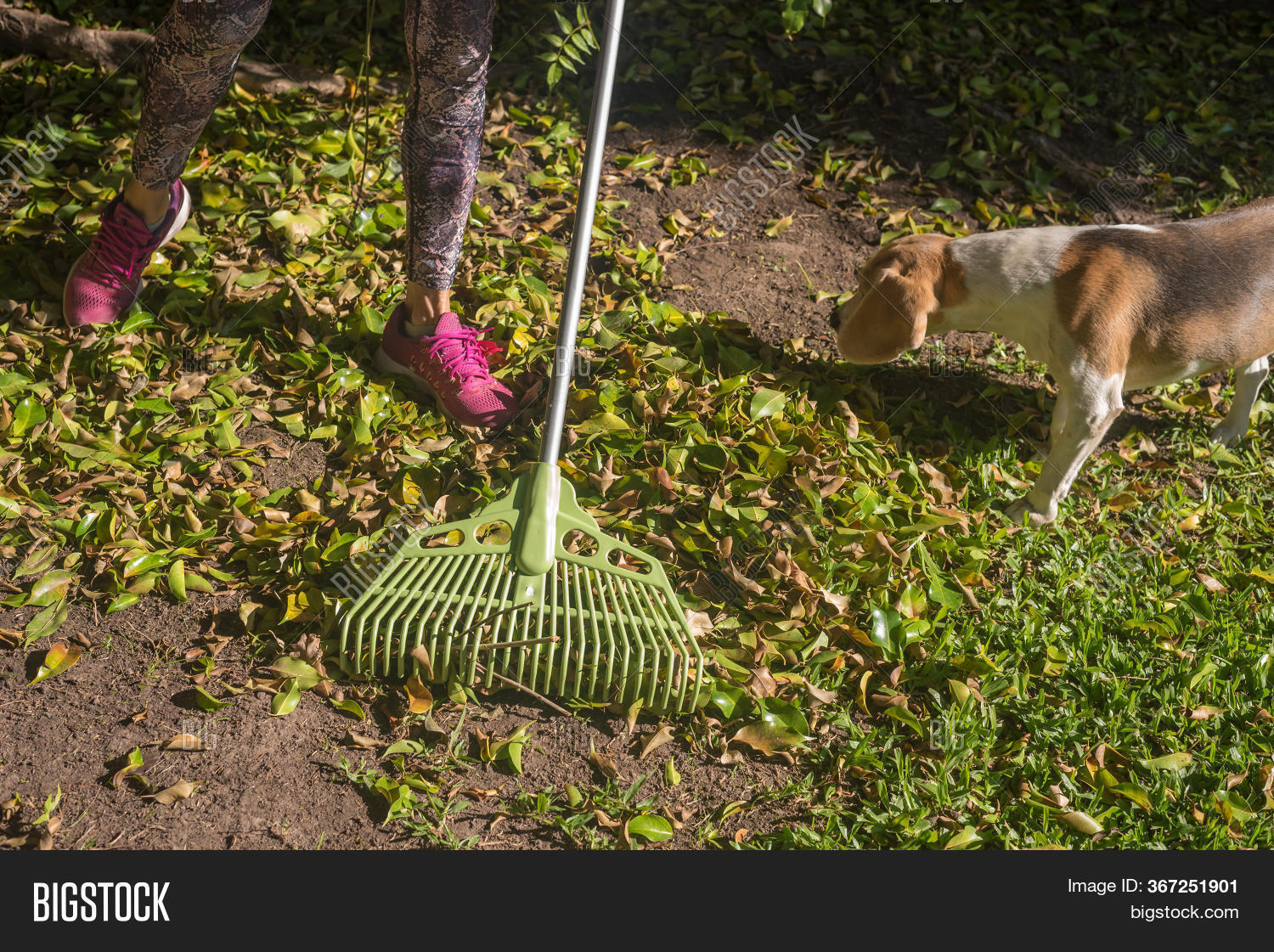 Woman Backyard Raking Image & Photo (Free Trial) | Bigstock
