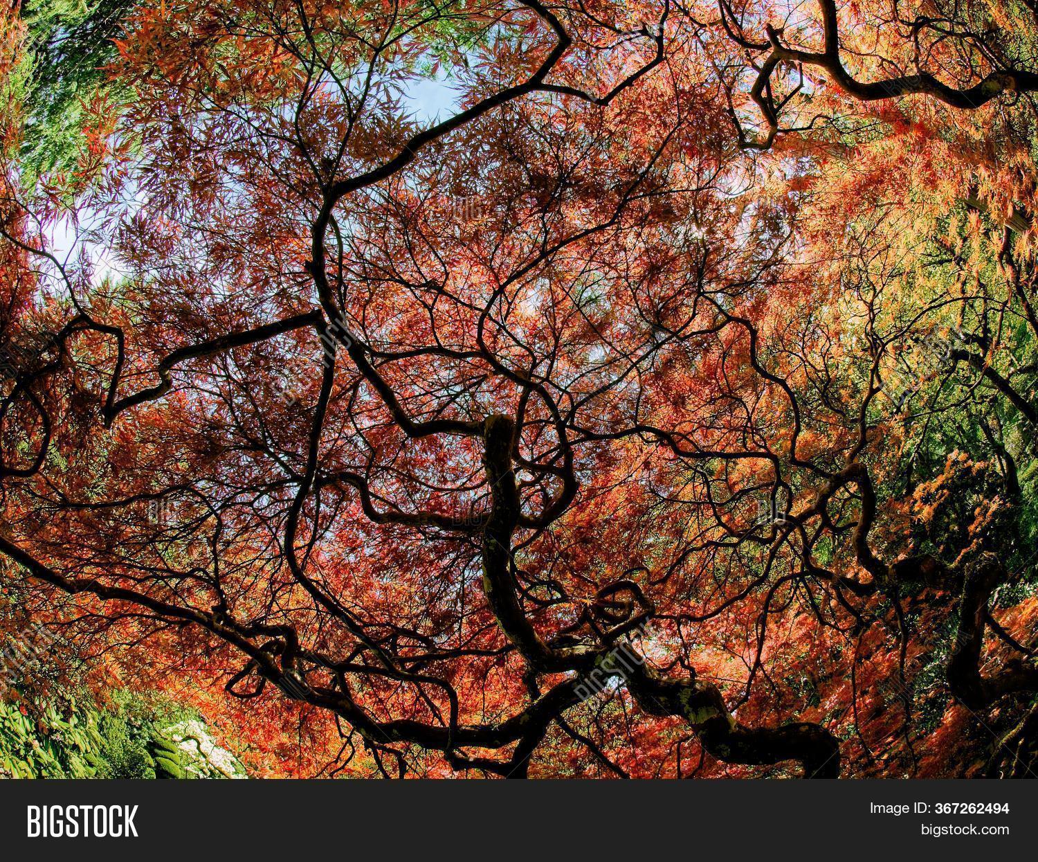 Colorful Canopy Trees Image & Photo (Free Trial) | Bigstock