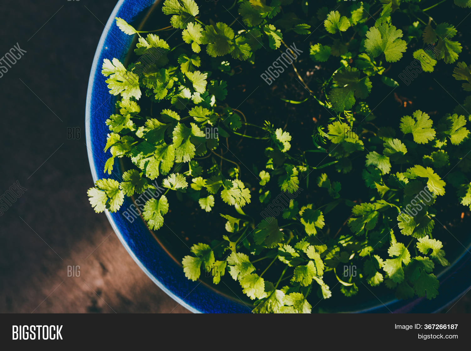 Close- Cilantro Image & Photo (Free Trial) | Bigstock