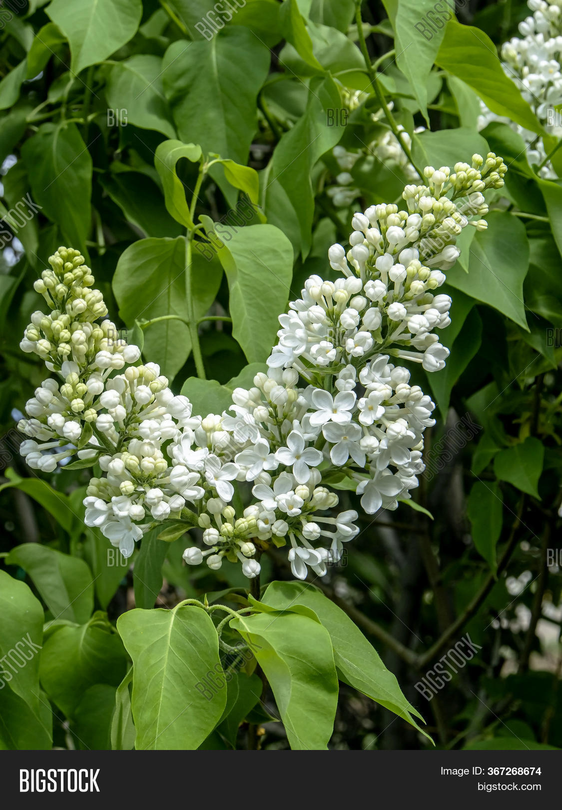 Blooming White Lilac Image & Photo (Free Trial) | Bigstock