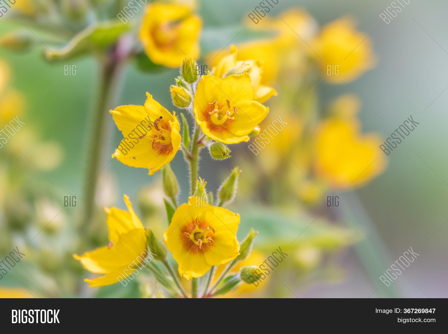 Yellow Bells Flowers Image & Photo (Free Trial) | Bigstock