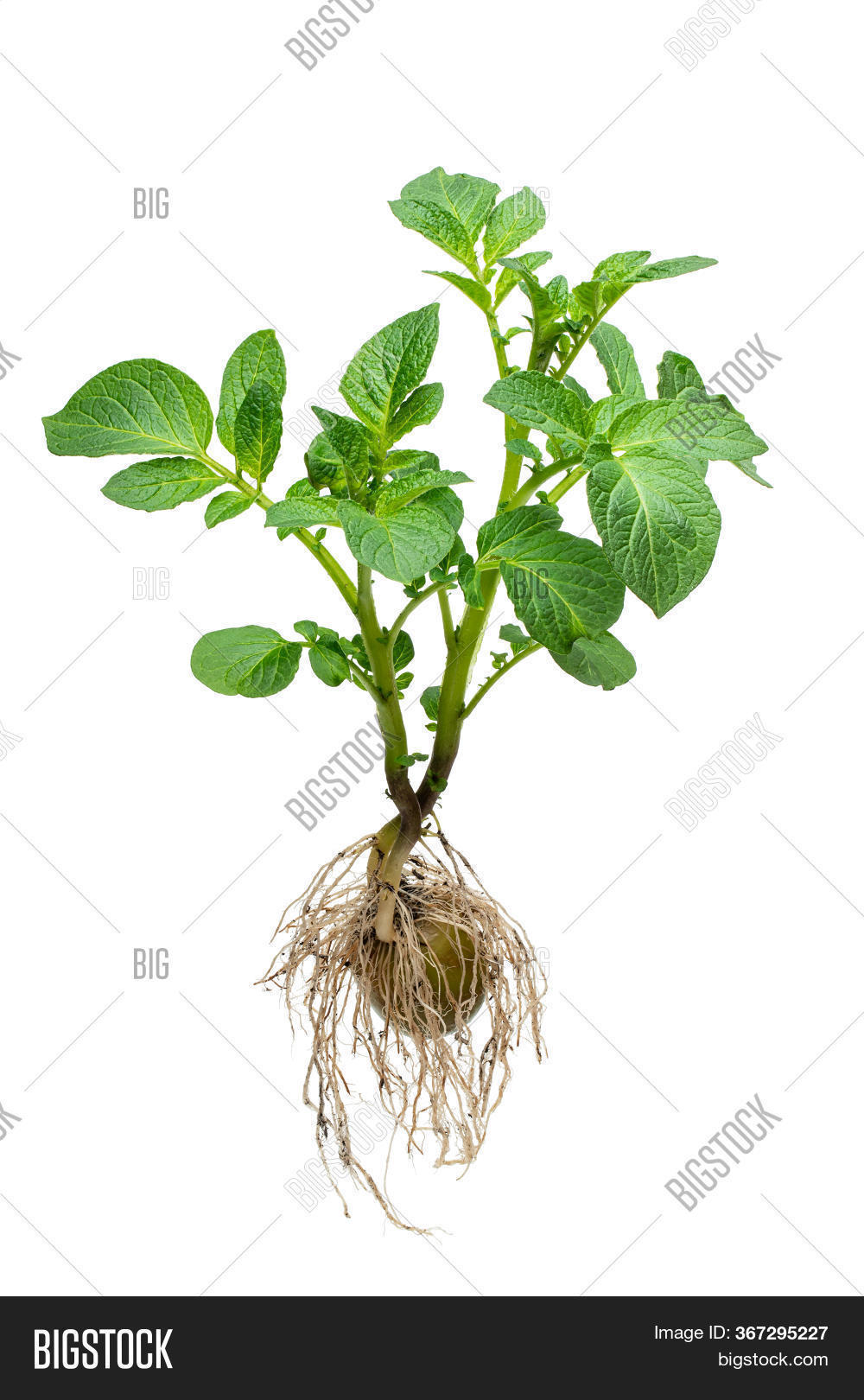 Potato Bush Tuber Image & Photo (Free Trial) | Bigstock