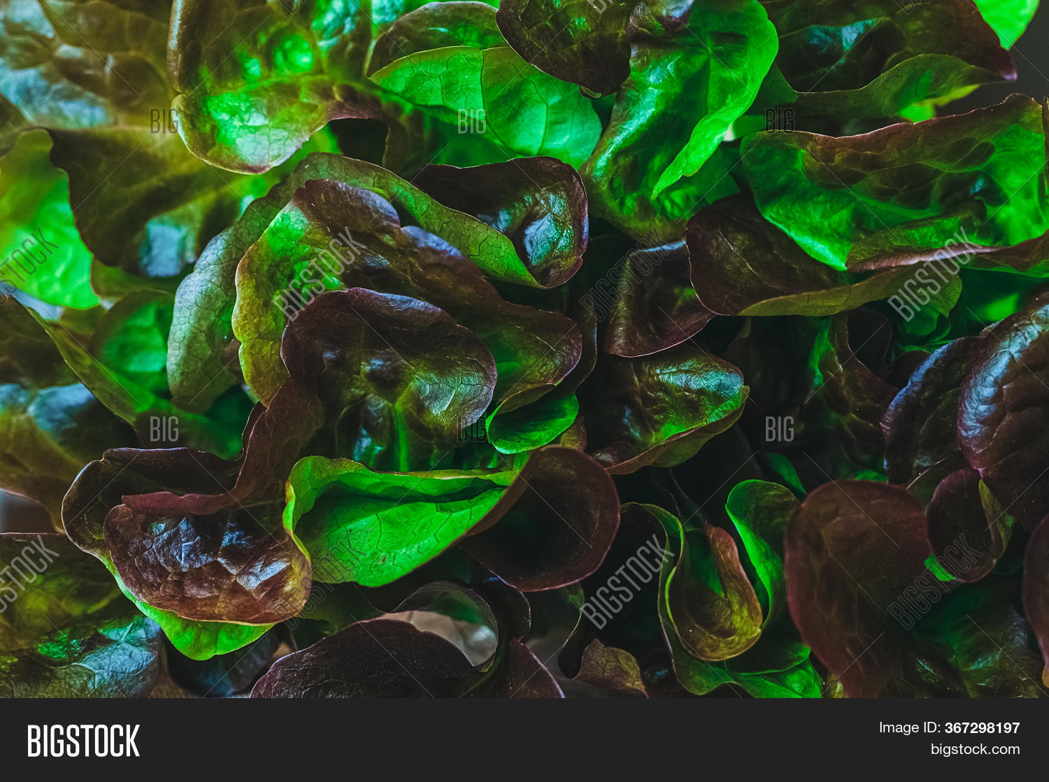 Leafy Lettuce Colorful Image & Photo (Free Trial) | Bigstock