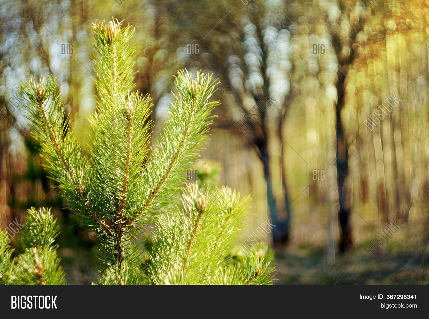 Pine Tree Leaves. Pine Image & Photo (Free Trial) | Bigstock
