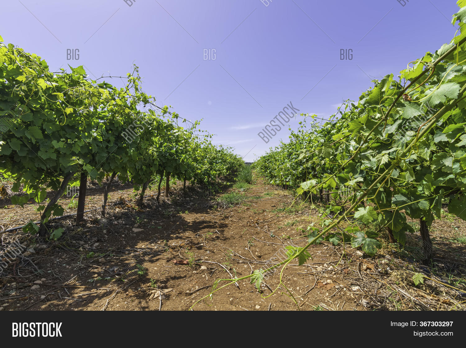 Vineyard Rows Vines Image & Photo (Free Trial) | Bigstock
