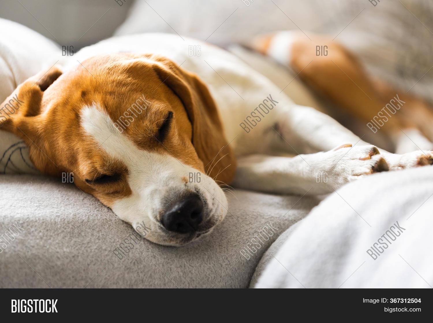 Beagle Dog Tired Image & Photo (Free Trial) | Bigstock