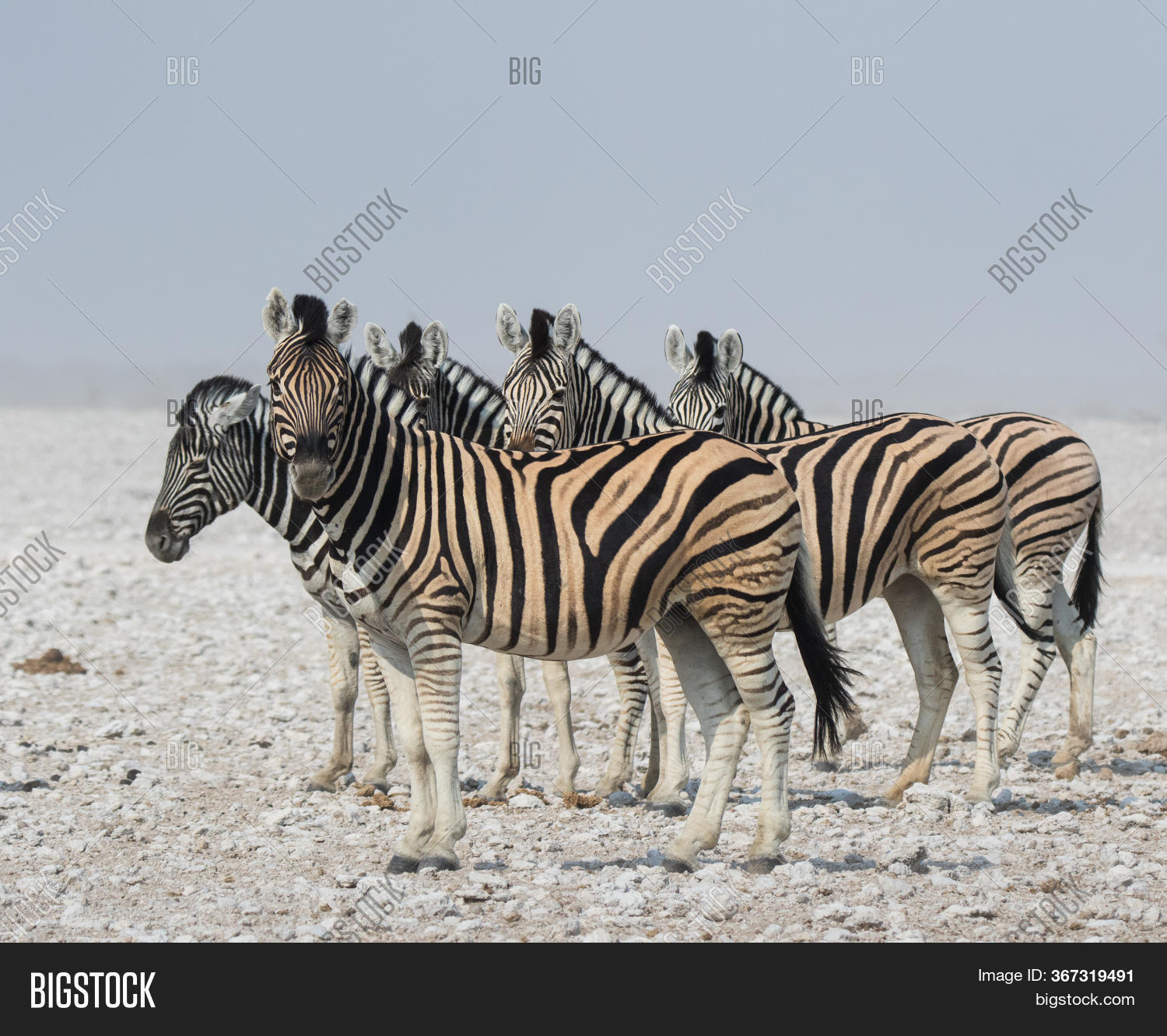 Herd Striped Zebras Image & Photo (Free Trial) | Bigstock