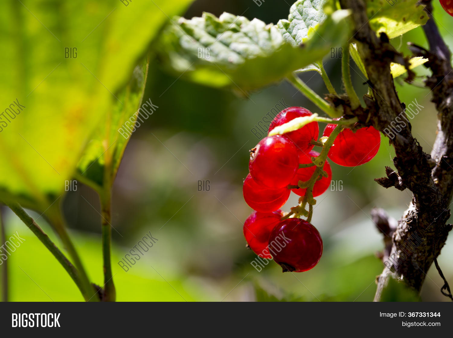 Red Currant Berries On Image & Photo (Free Trial) | Bigstock