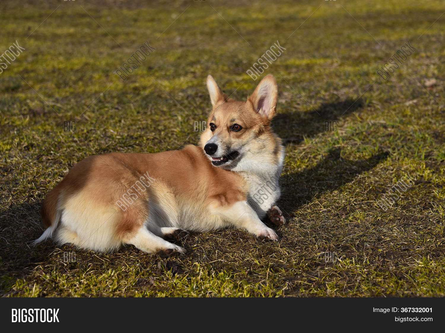 Positive Welsh Corgi Image & Photo (Free Trial) | Bigstock