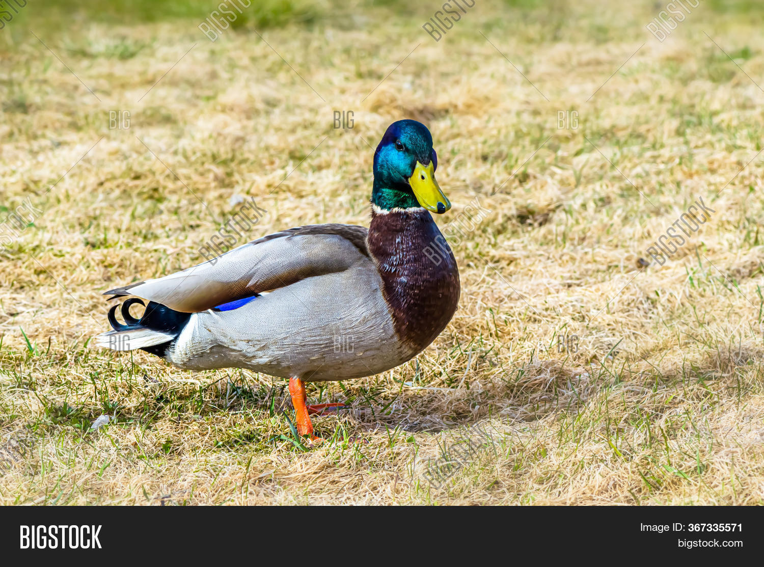 Beautiful Drake Green Image & Photo (Free Trial) | Bigstock