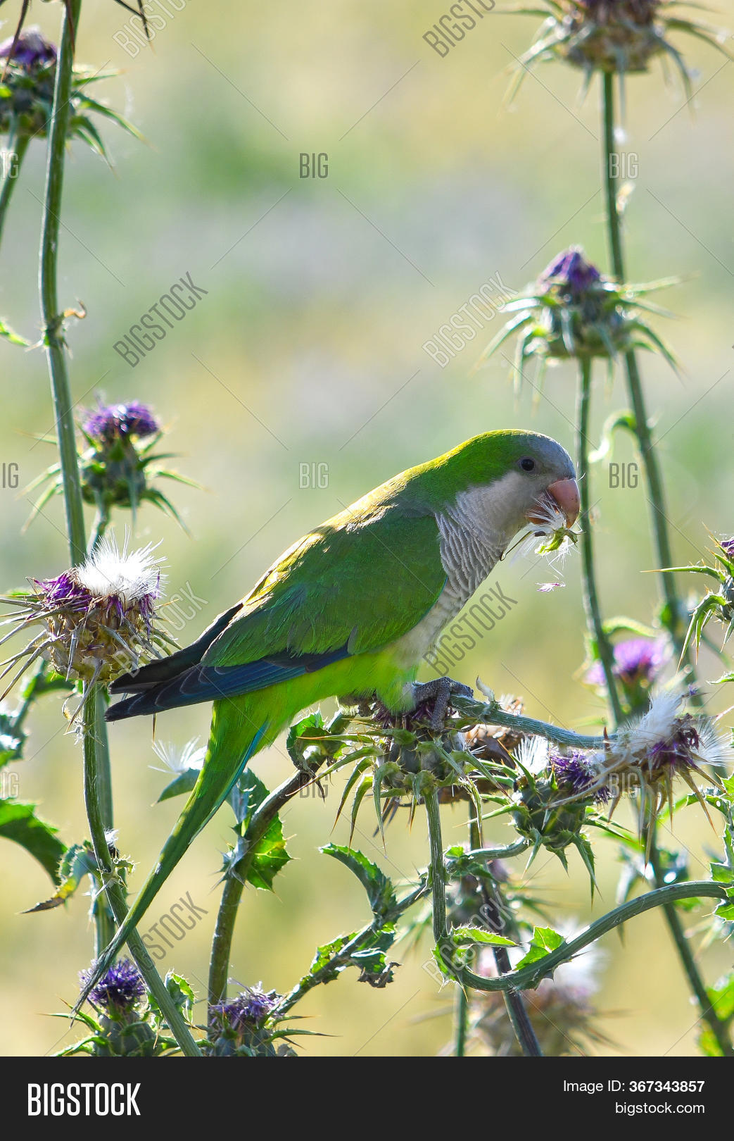 Argentine Parrot On Image & Photo (Free Trial) | Bigstock