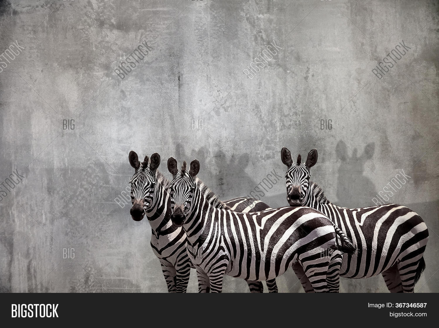 Zebras On Concrete Image & Photo (Free Trial) | Bigstock