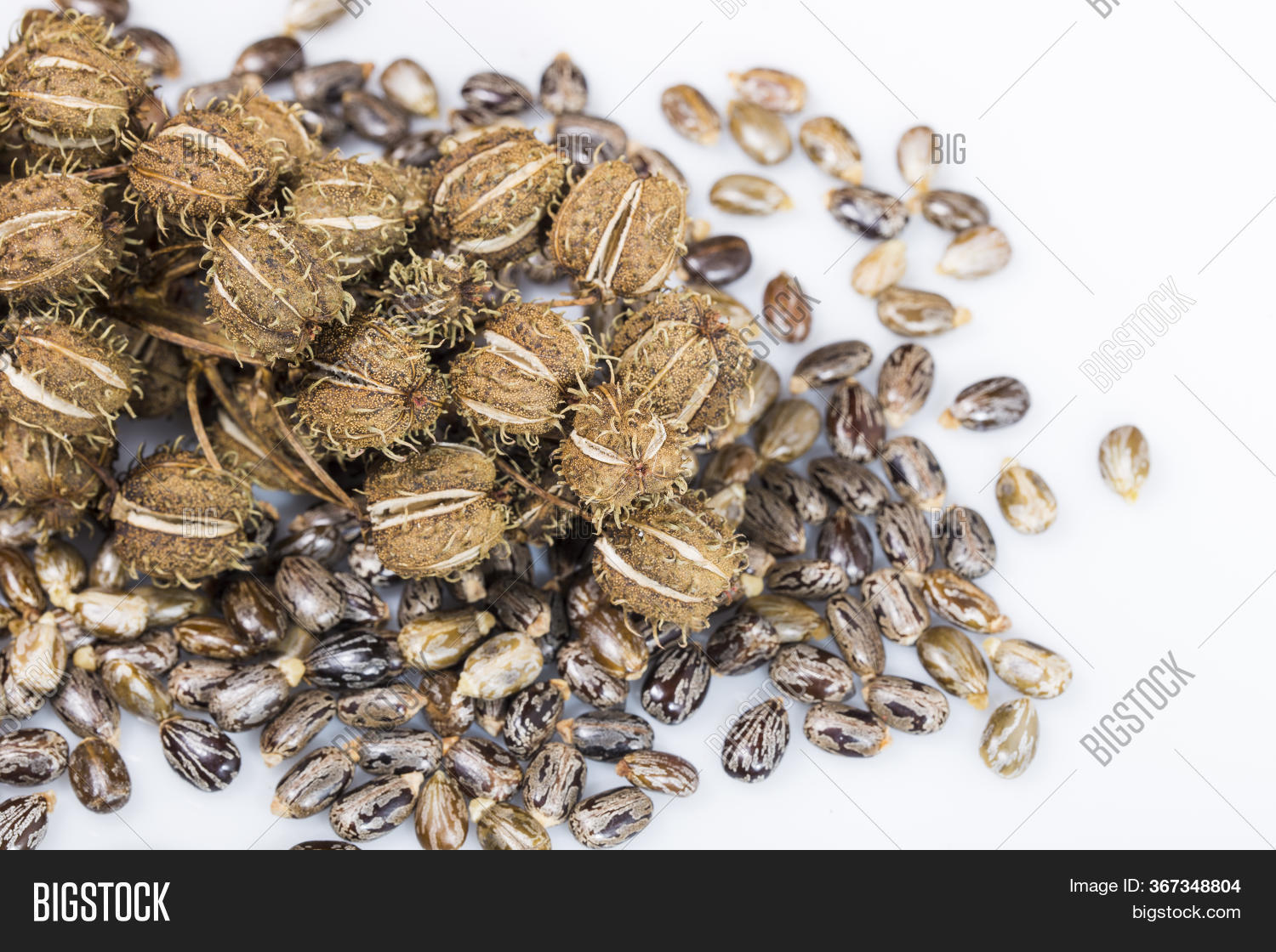 Castor Beans Isolated Image & Photo (Free Trial) | Bigstock