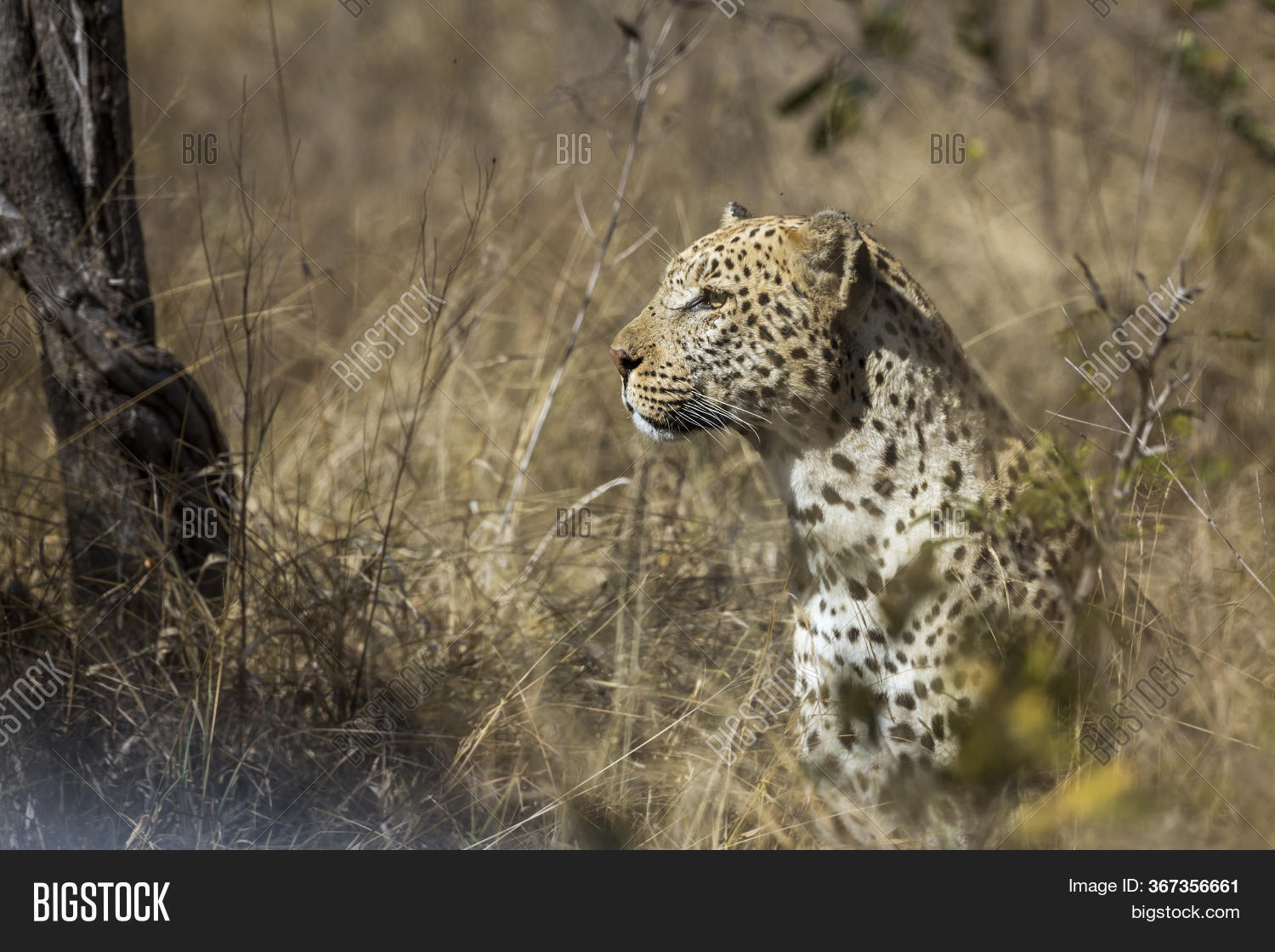 Leopard Portrait Image & Photo (Free Trial) | Bigstock