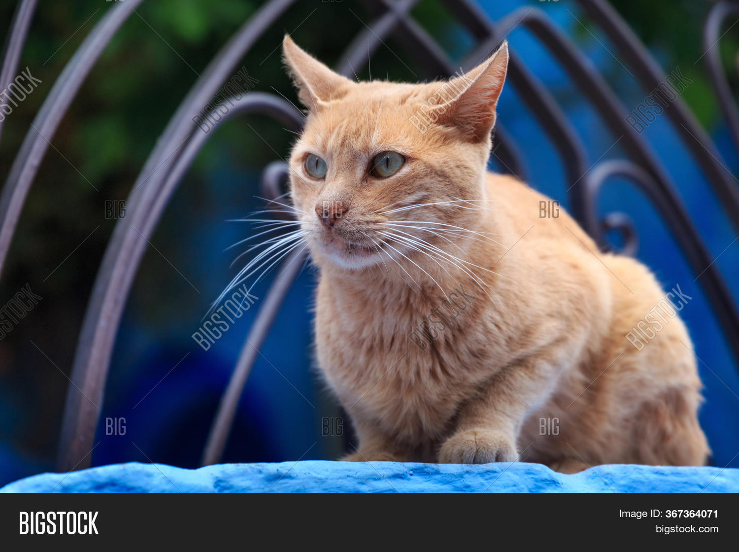 Beautiful Cat Medina Image & Photo (Free Trial) | Bigstock