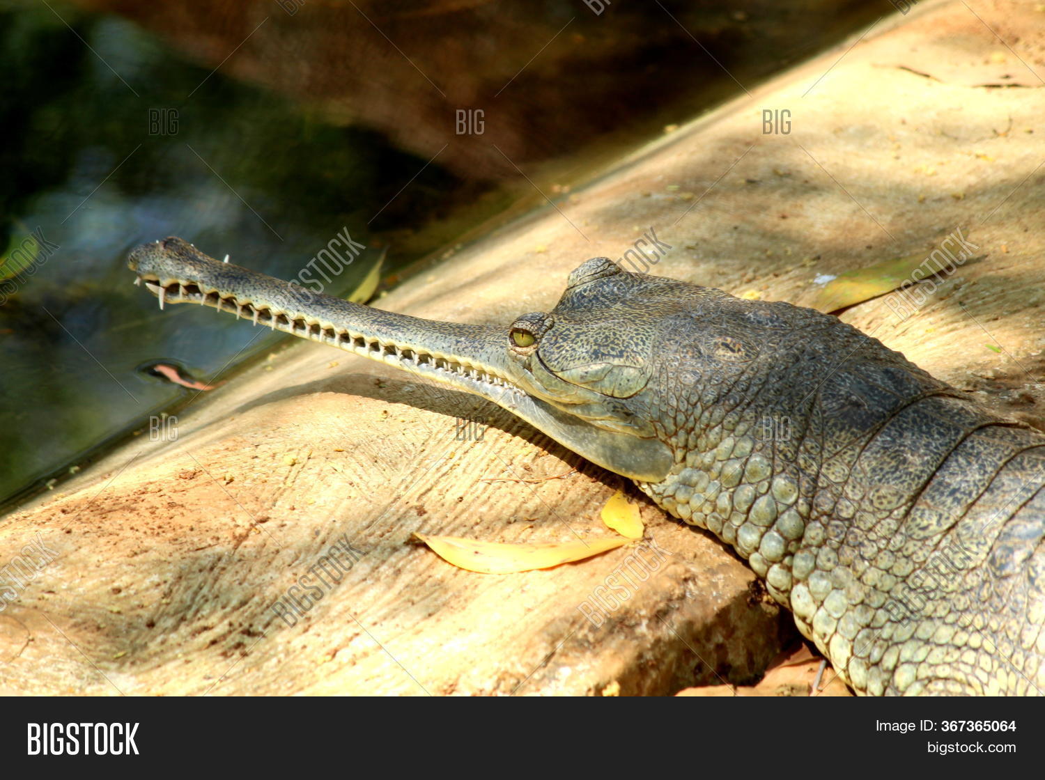 Gharial (gavialis Image & Photo (Free Trial) | Bigstock