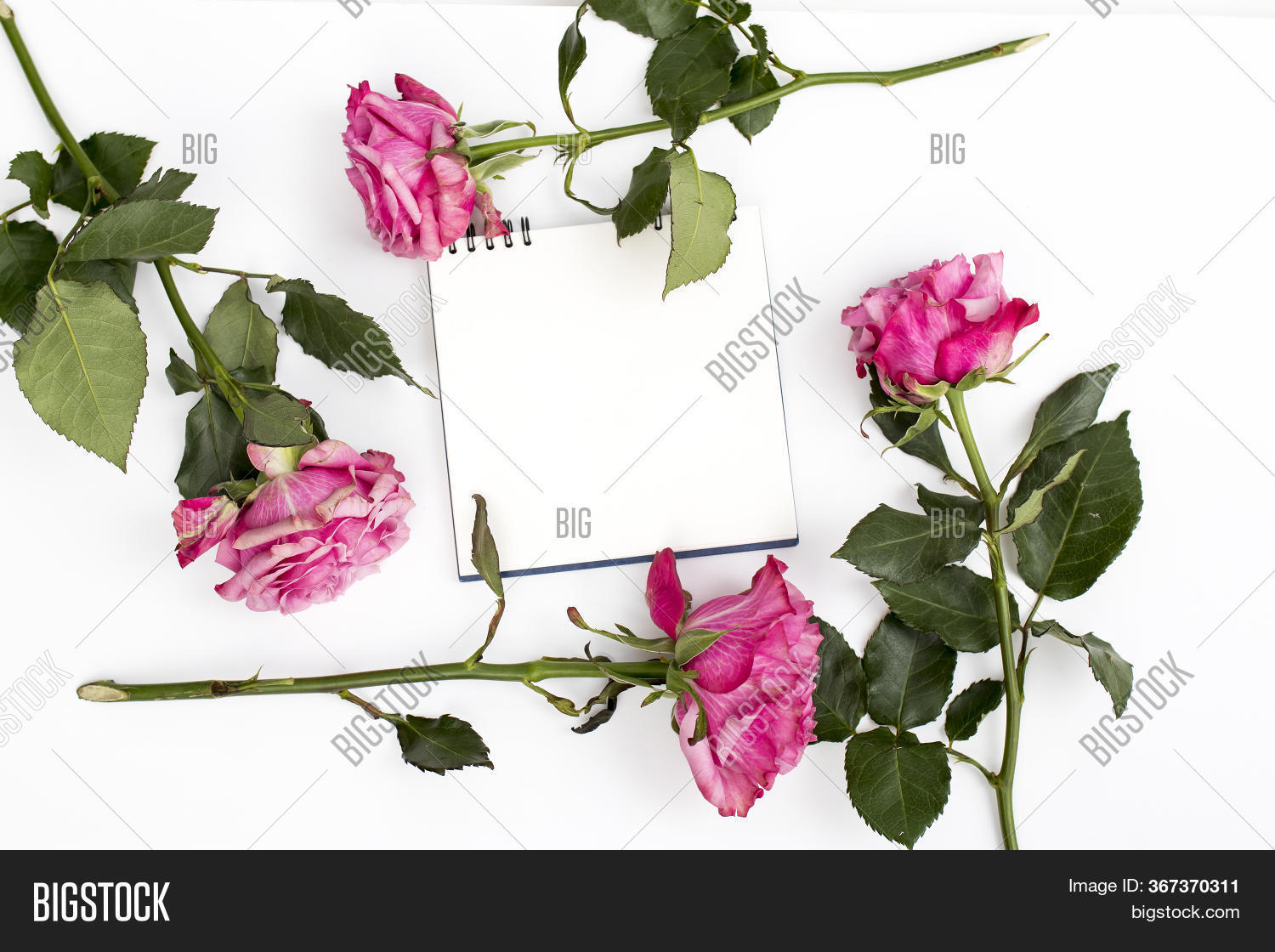 Row Pink Roses Image & Photo (Free Trial) | Bigstock