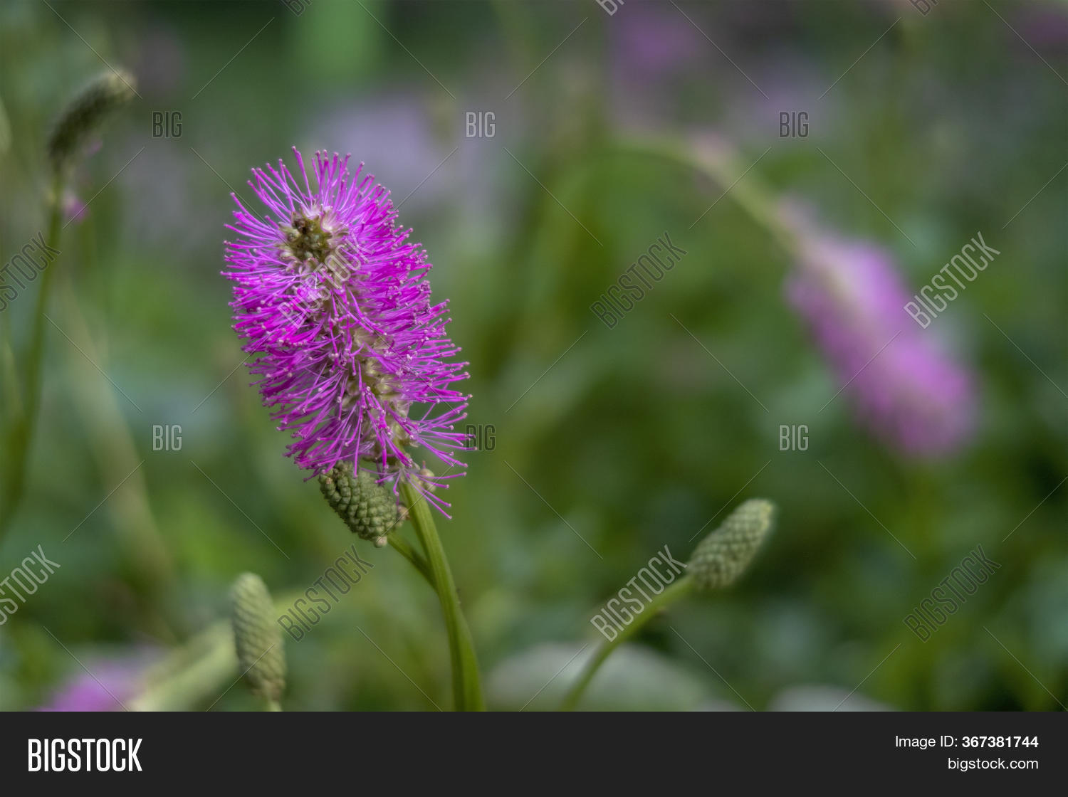 Pink Powderpuff Flower Image & Photo (Free Trial) | Bigstock