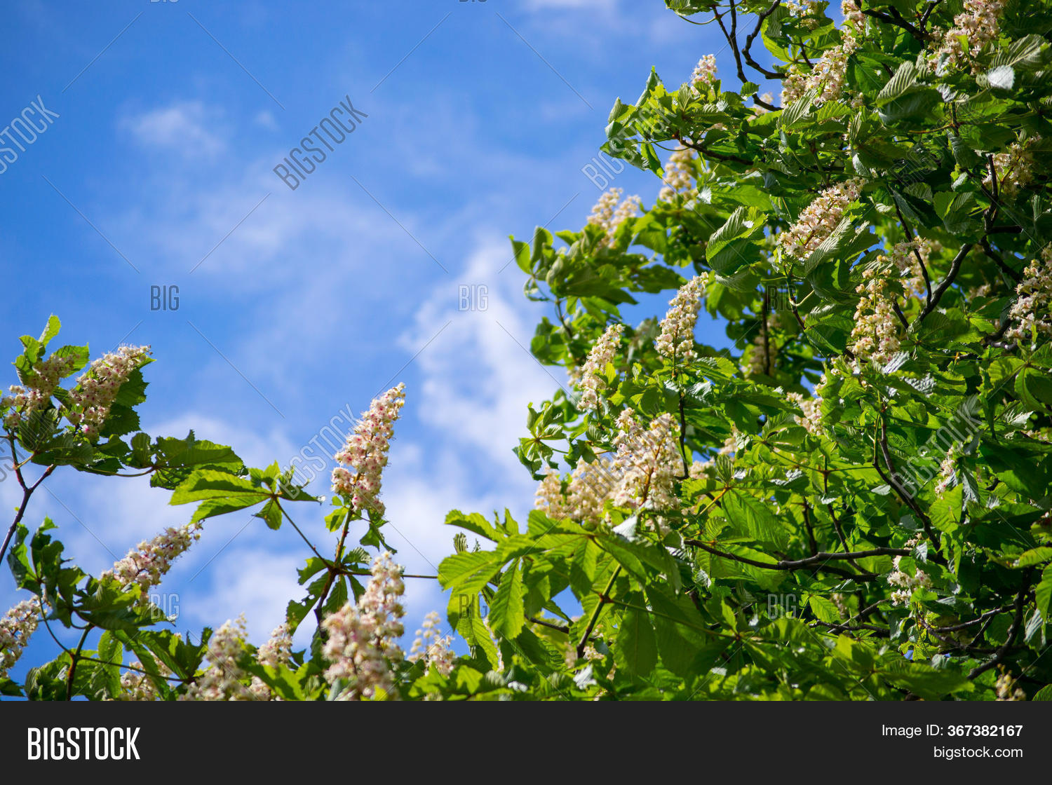 White Candles Blooming Image & Photo (Free Trial) | Bigstock