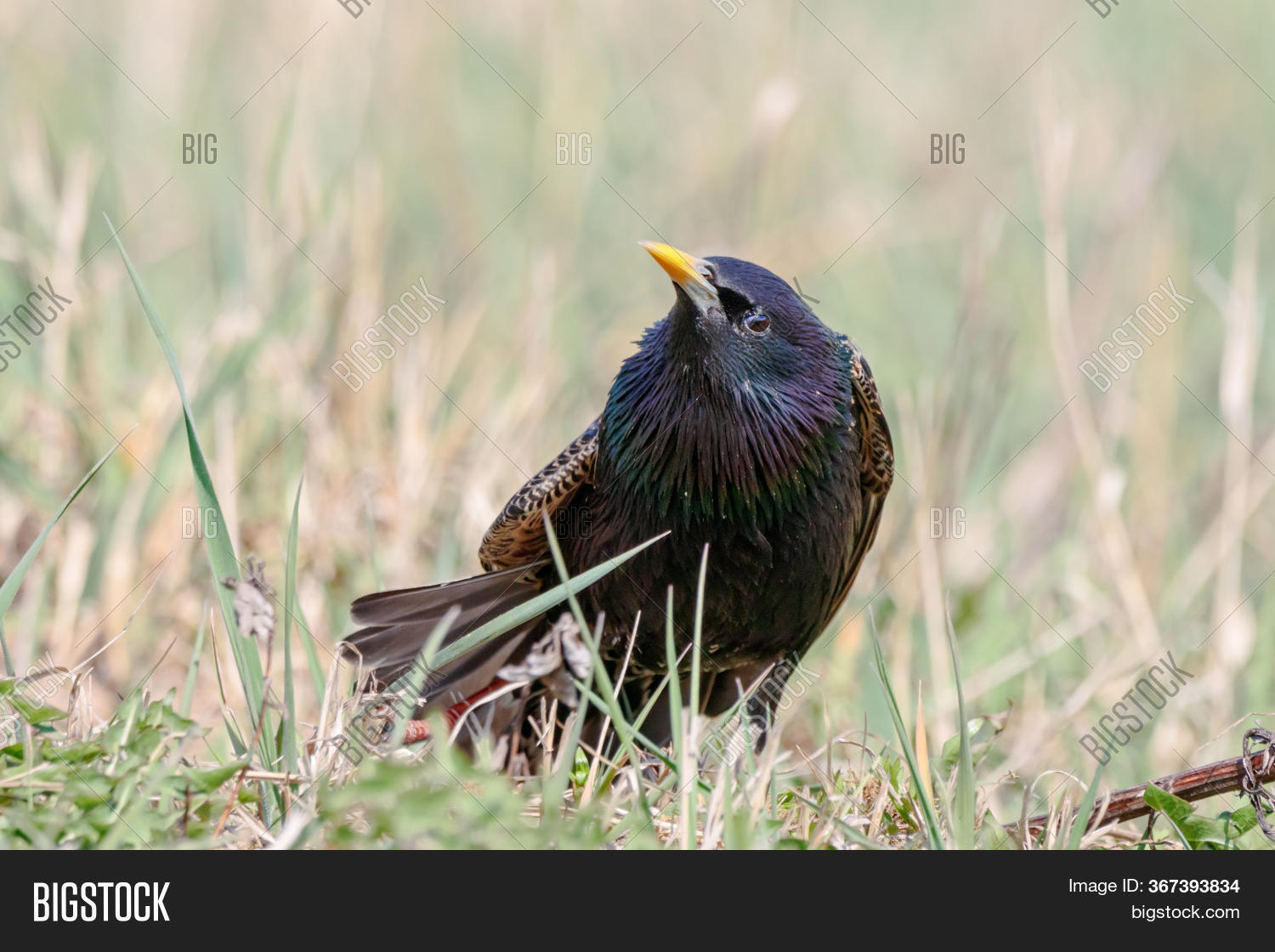 Common Starling Image & Photo (Free Trial) | Bigstock