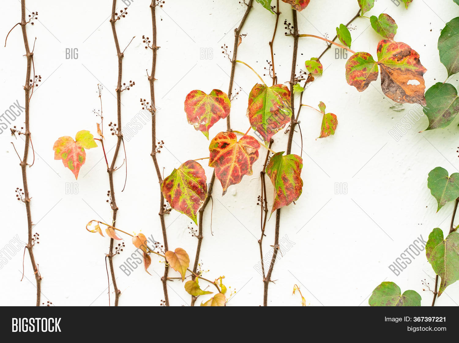 Ivy Isolated On White Image & Photo (Free Trial) | Bigstock