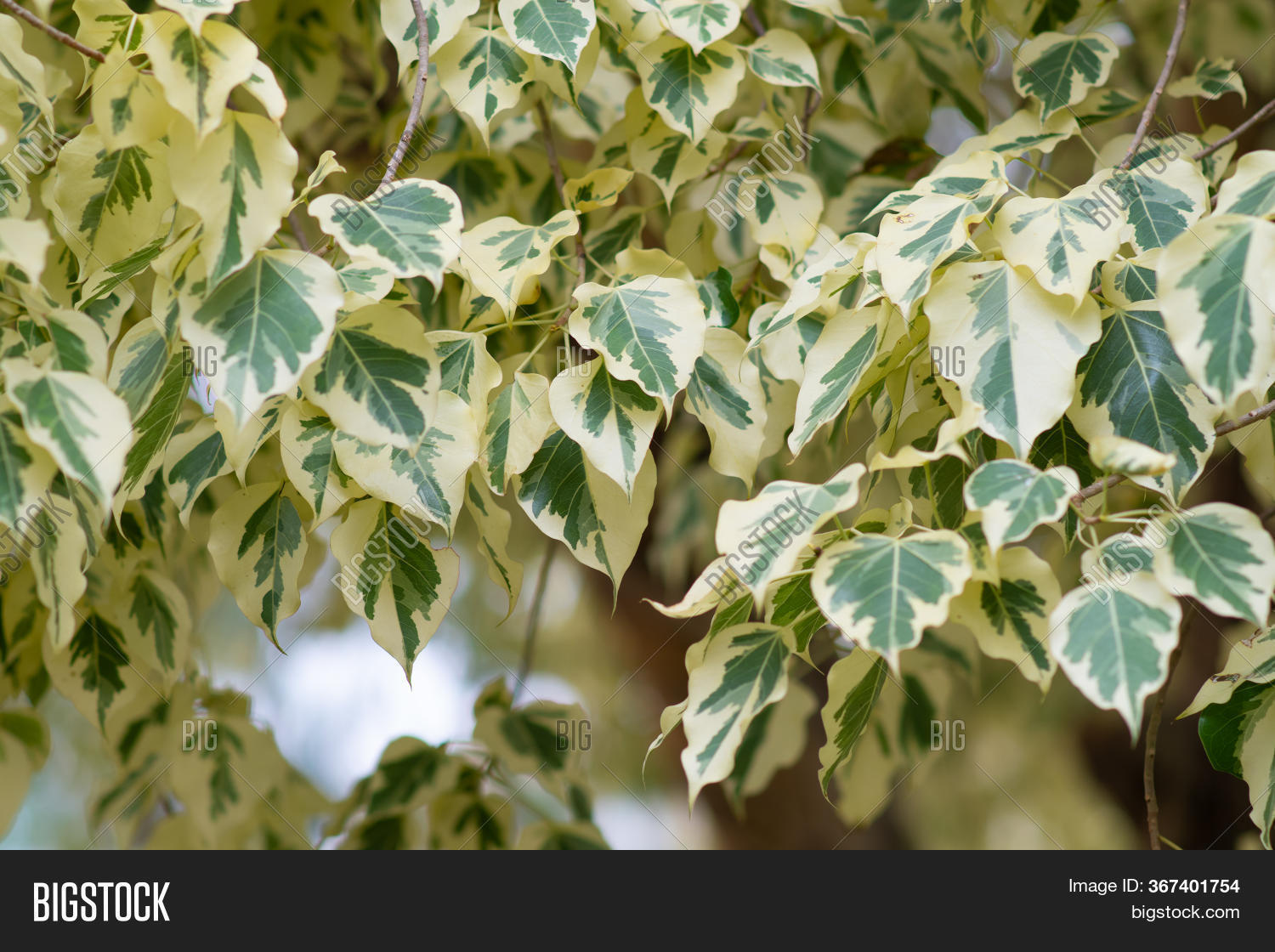 Branch Ficus Benjamina Image & Photo (Free Trial) | Bigstock