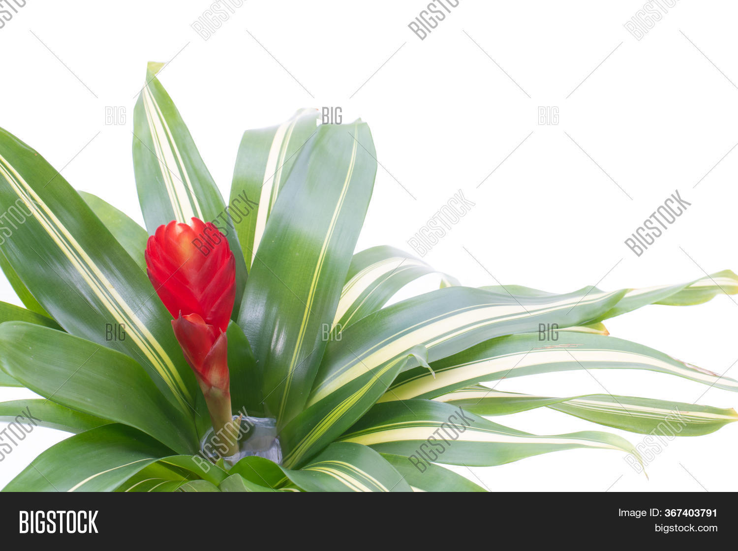 Bromeliad Isolated On Image & Photo (Free Trial) | Bigstock