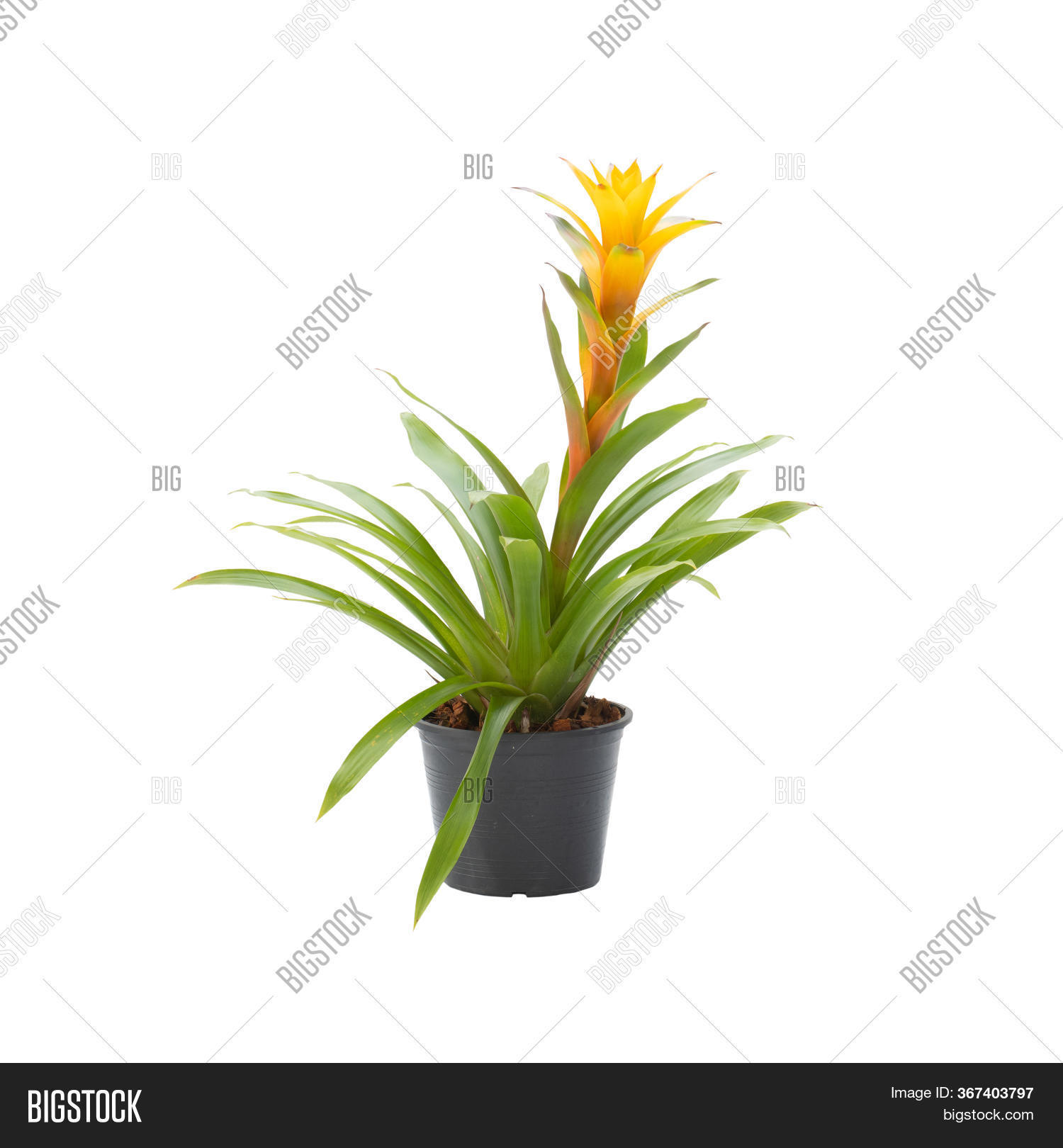Bromeliad Pot Isolated Image & Photo (Free Trial) | Bigstock