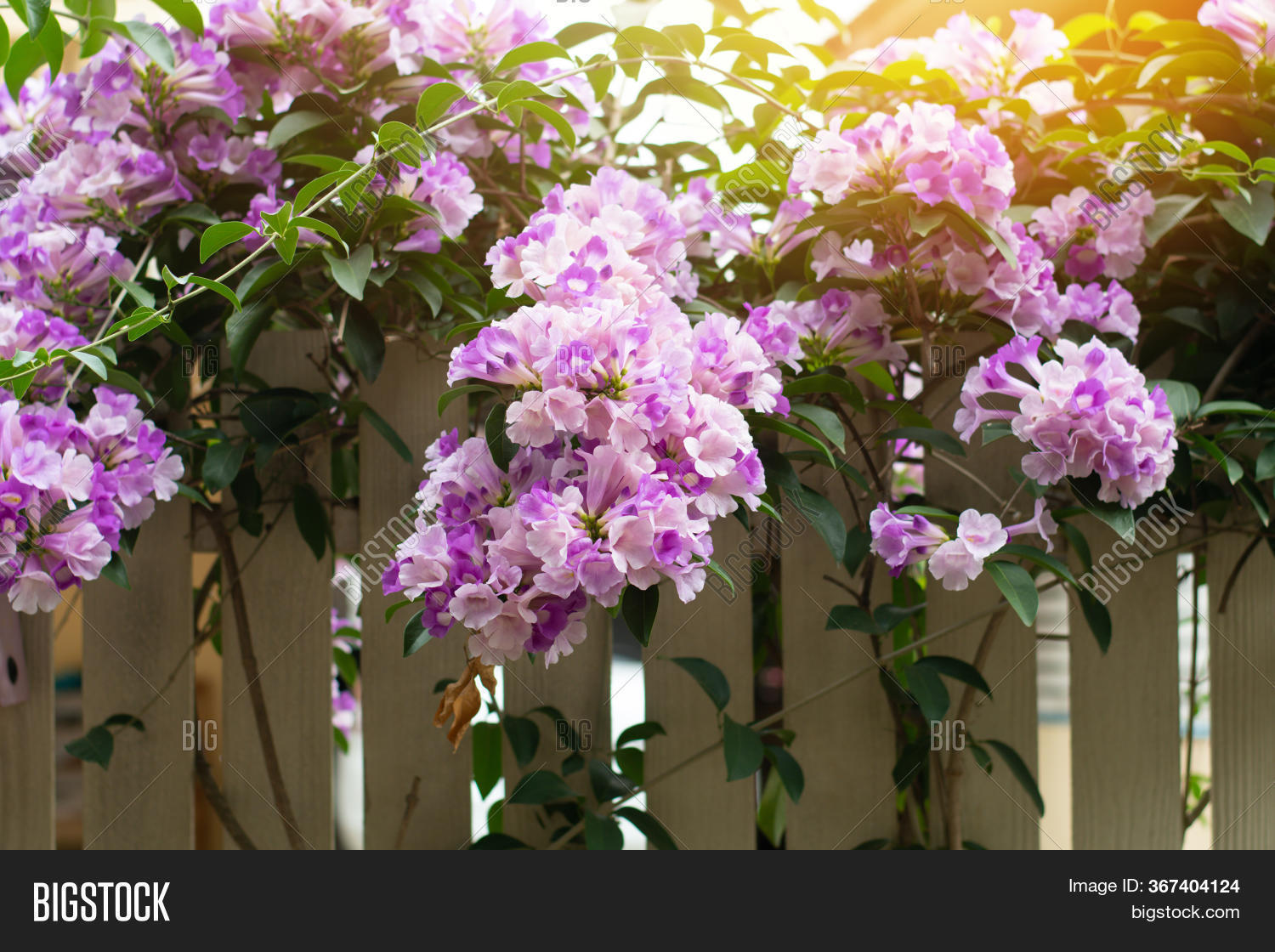 Mansoa Alliacea, Image & Photo (Free Trial) | Bigstock