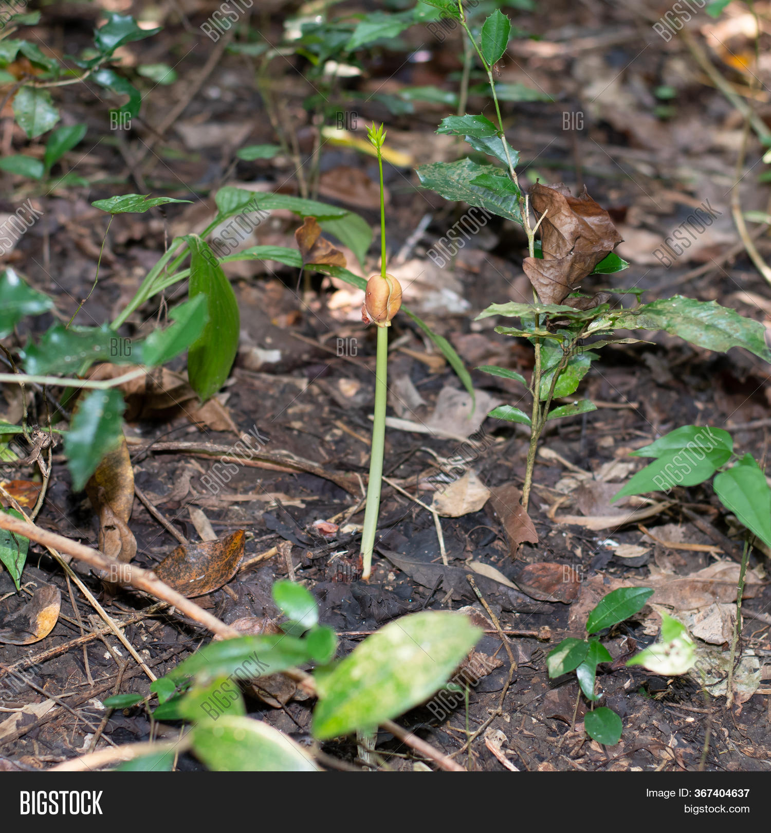 Seedlings Afzelia, Image & Photo (Free Trial) | Bigstock