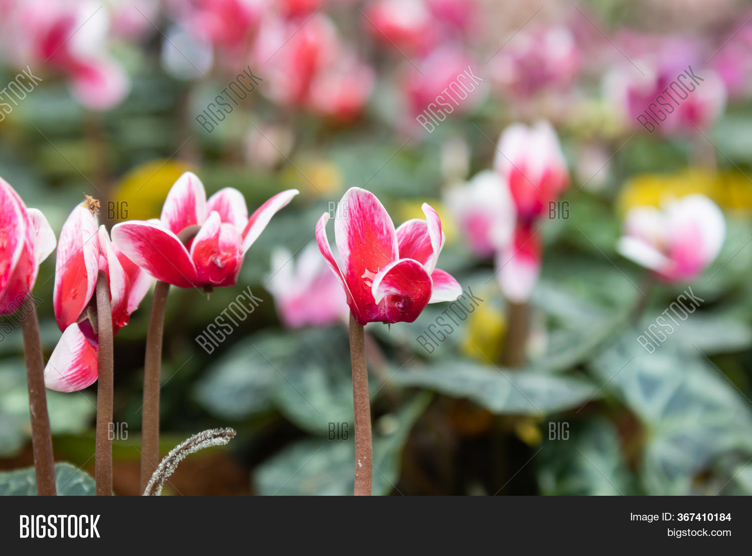 Cyclamen Flower Green Image & Photo (Free Trial) | Bigstock