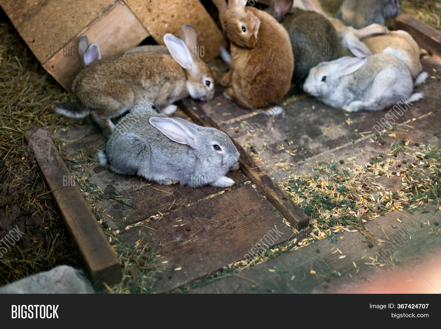 Breeding Group Rabbits Image & Photo (Free Trial) | Bigstock