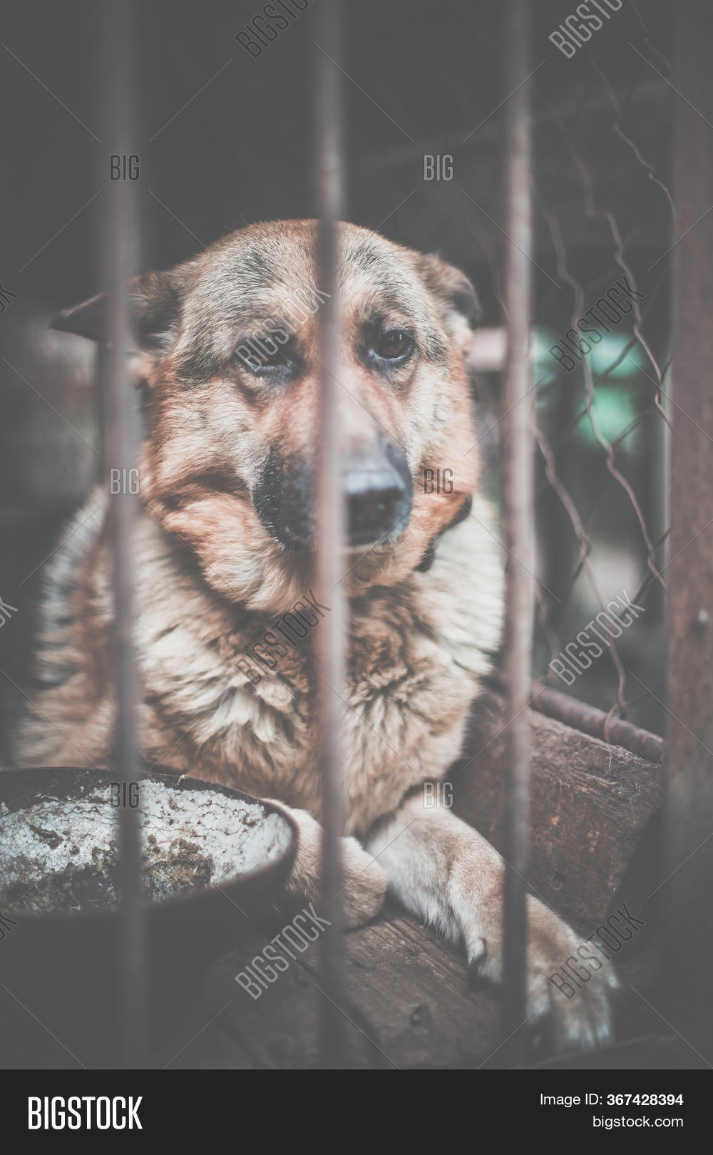 Big Sad Shepherd Old Image & Photo (Free Trial) | Bigstock