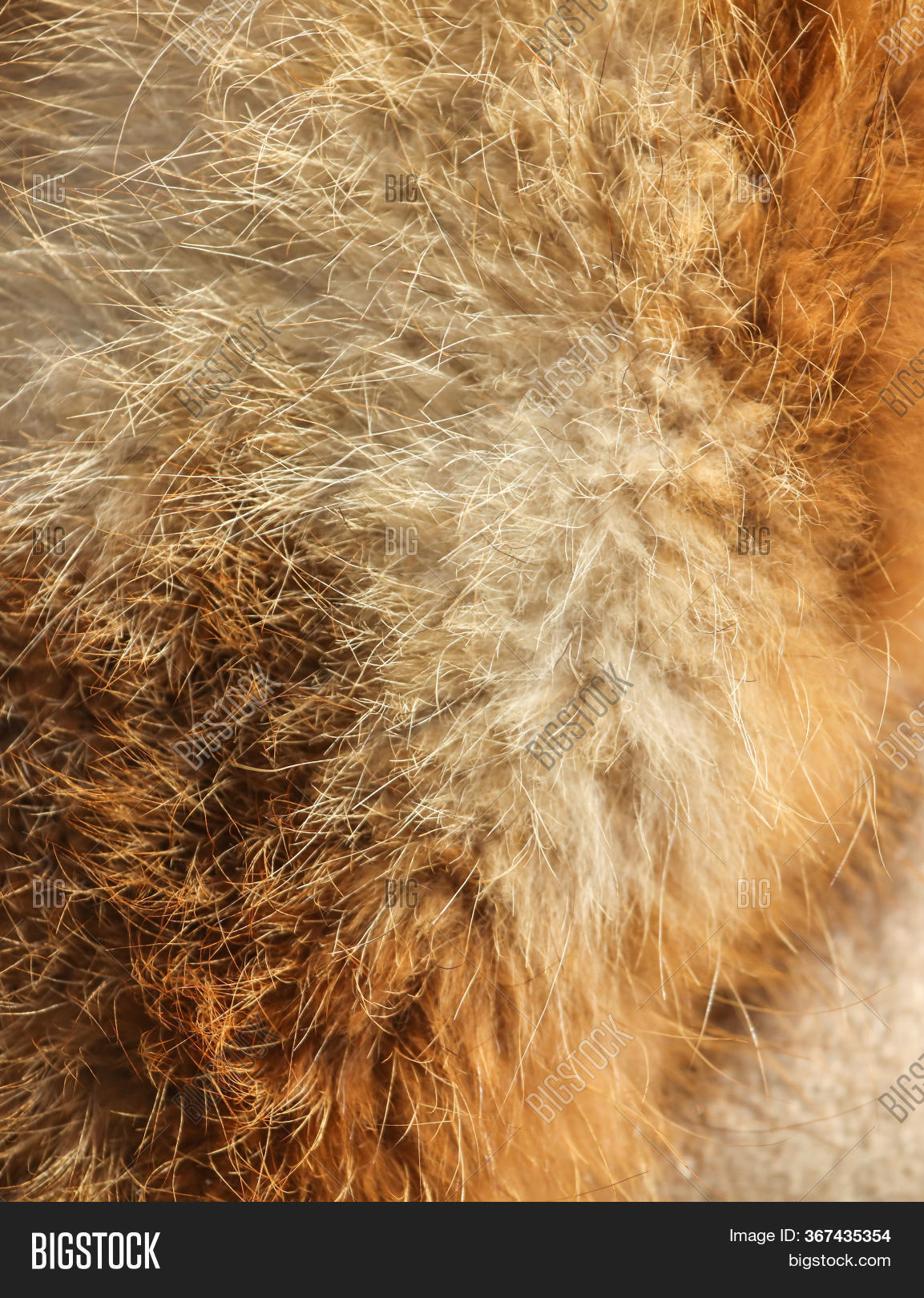 Animal Fur Abstract Image & Photo (Free Trial) | Bigstock