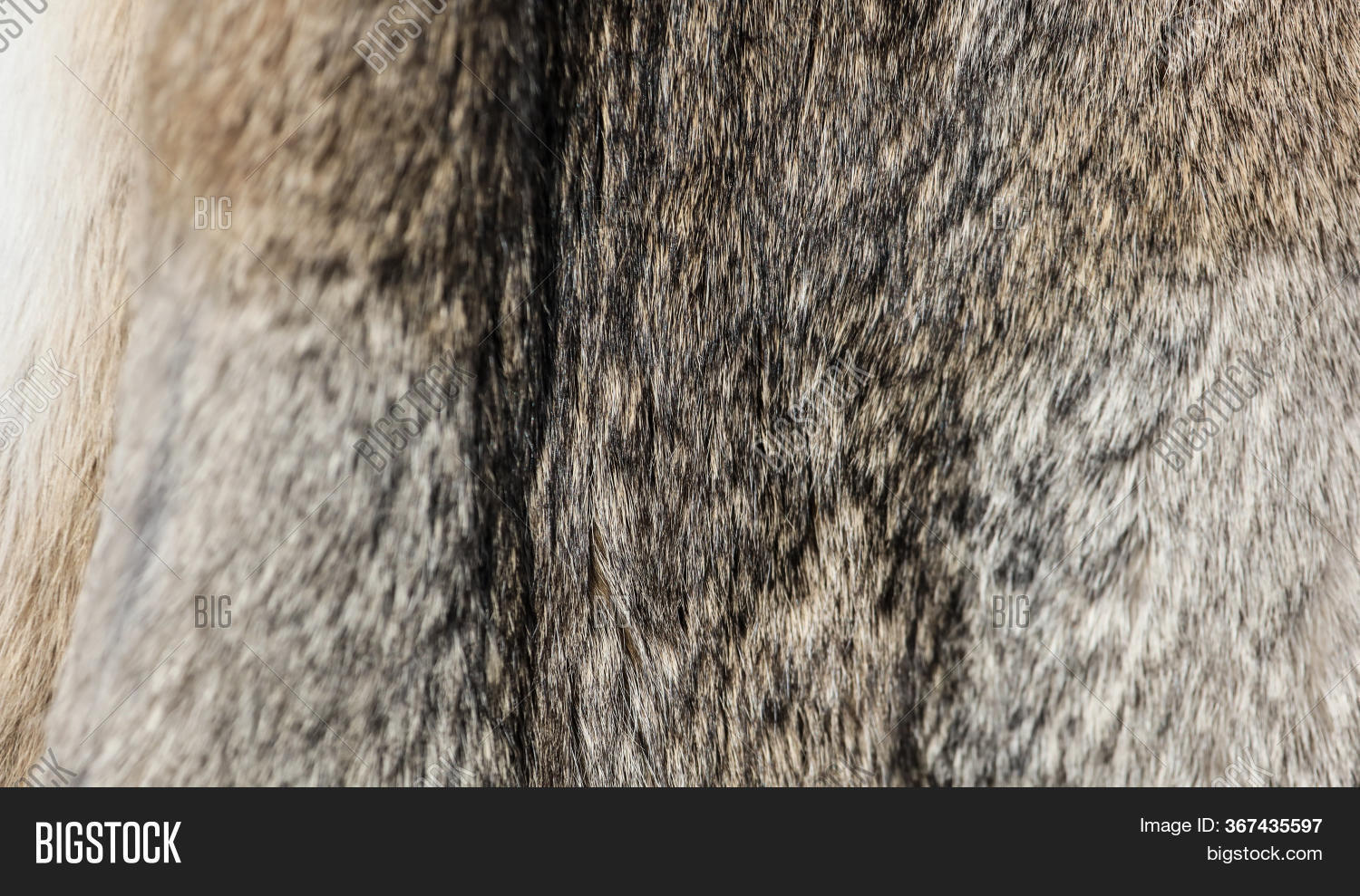 Animal Fur Abstract Image & Photo (Free Trial) | Bigstock
