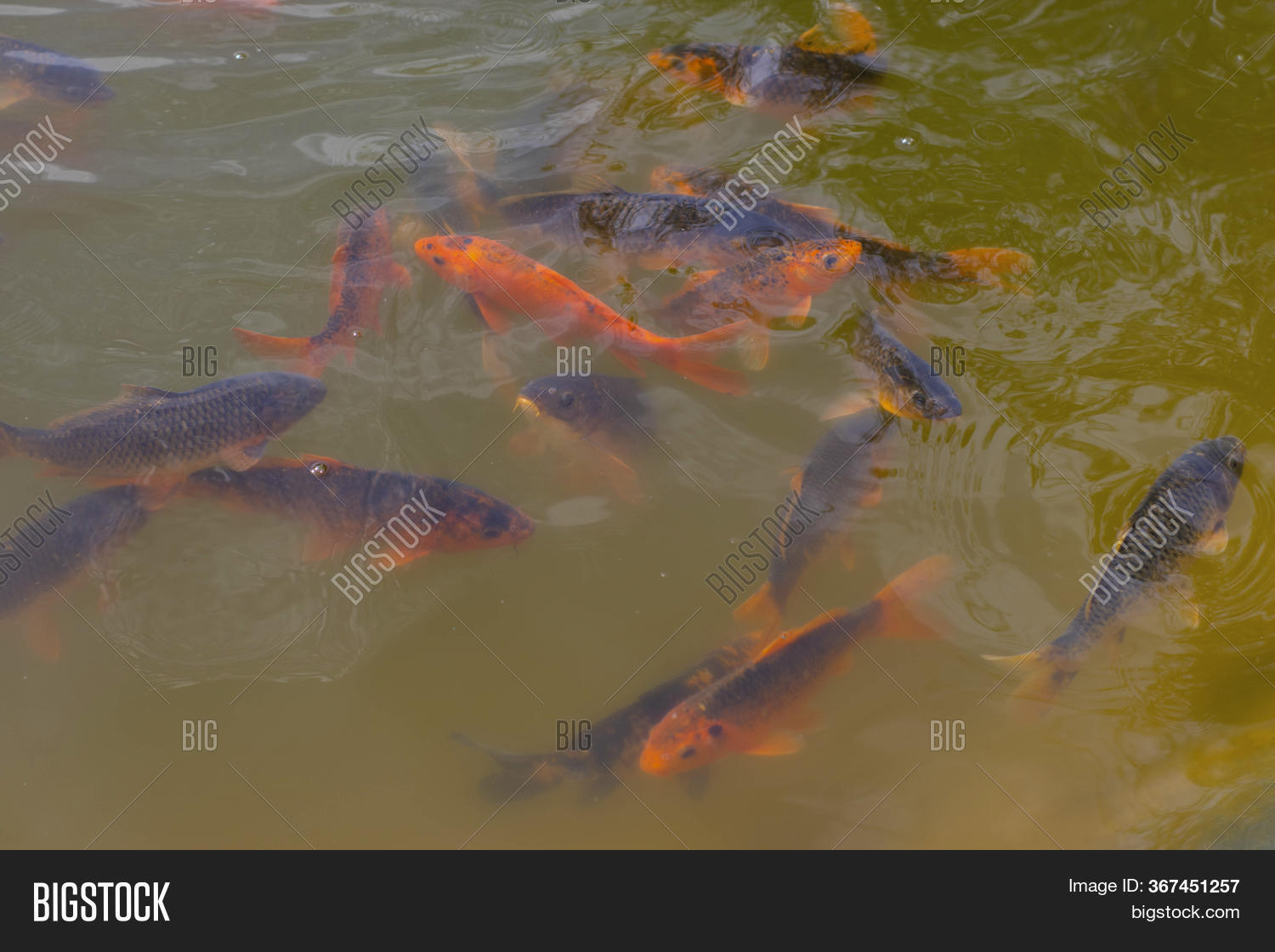 Red Fish Swim Pond, Image & Photo (Free Trial) | Bigstock
