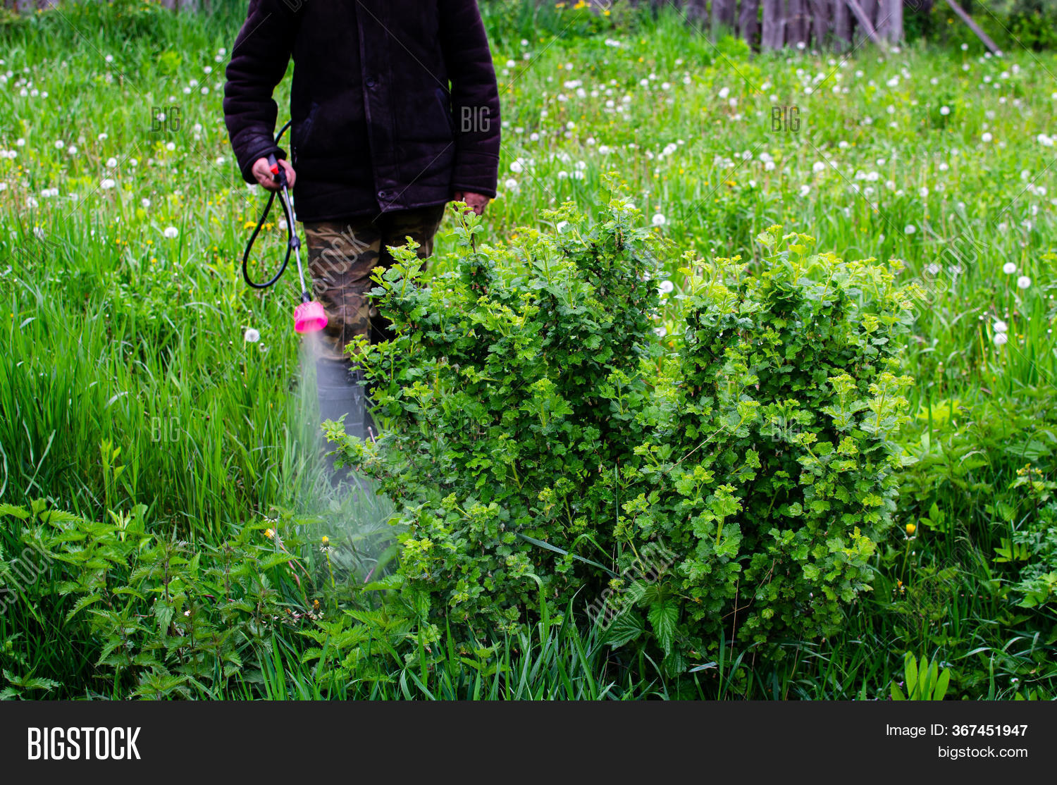 Farmer Sprinkling Image & Photo (Free Trial) | Bigstock
