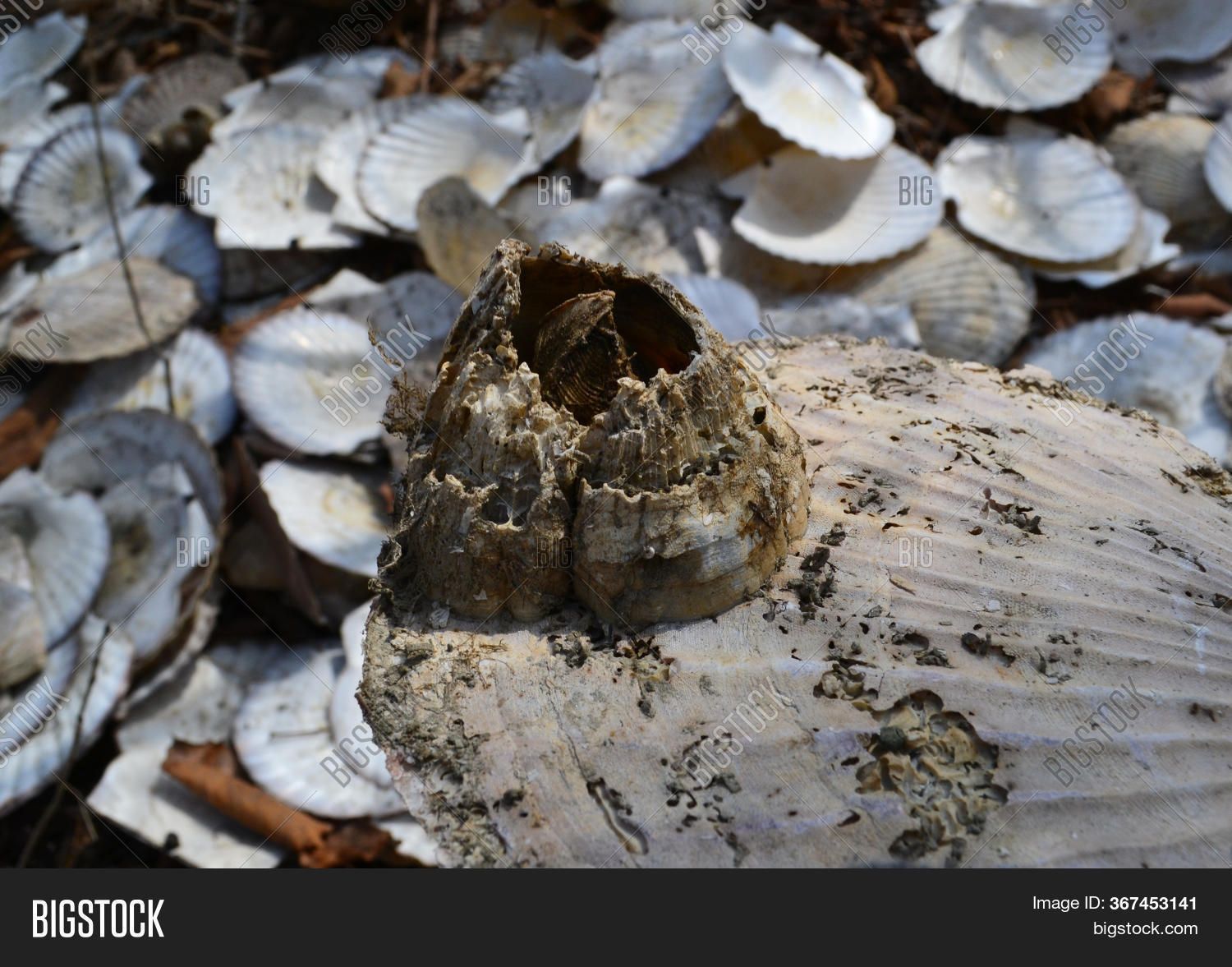 Balanus Attached Shell Image & Photo (Free Trial) | Bigstock
