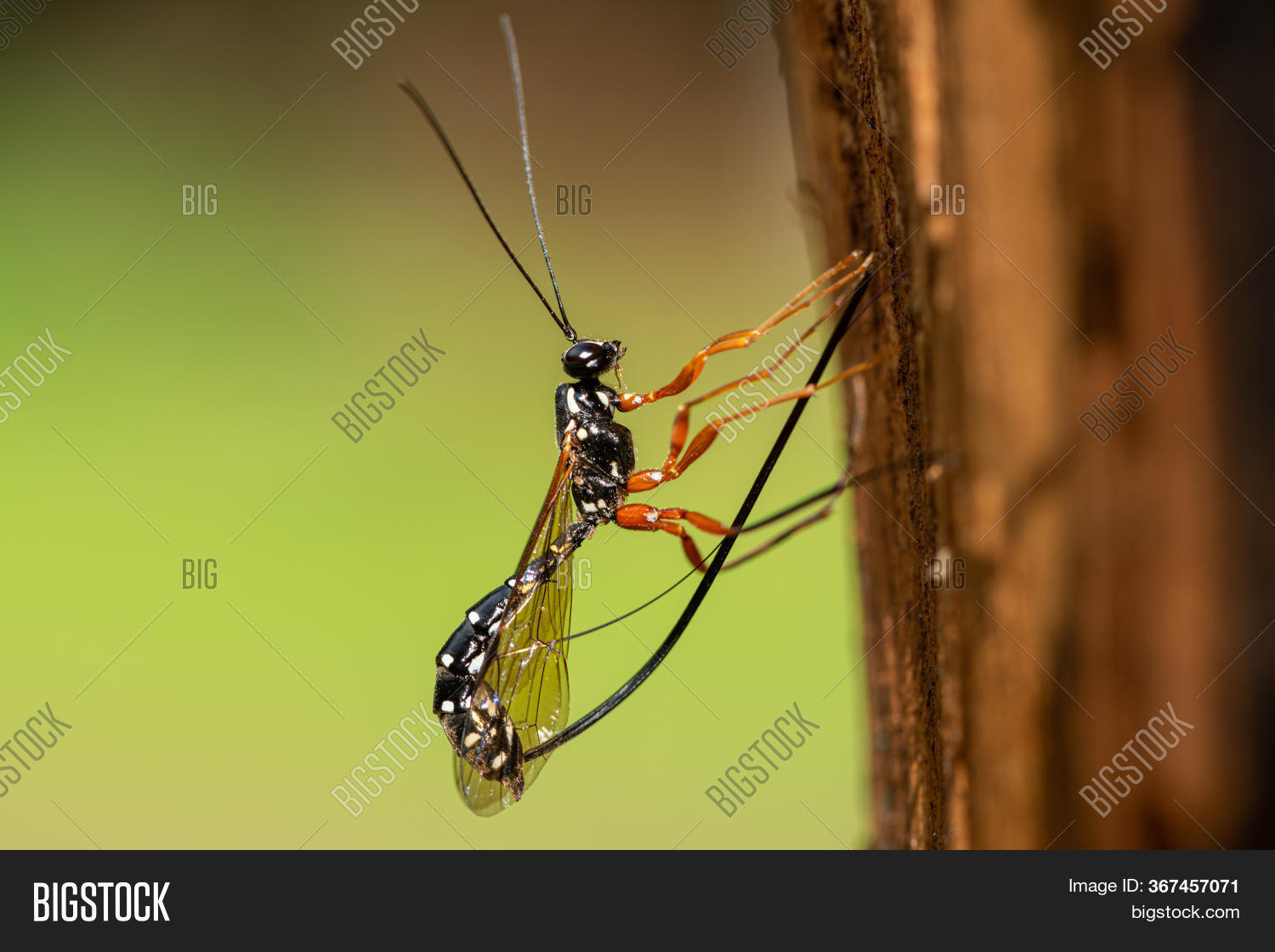 Female Sabre Wasp ( Image & Photo (Free Trial) | Bigstock